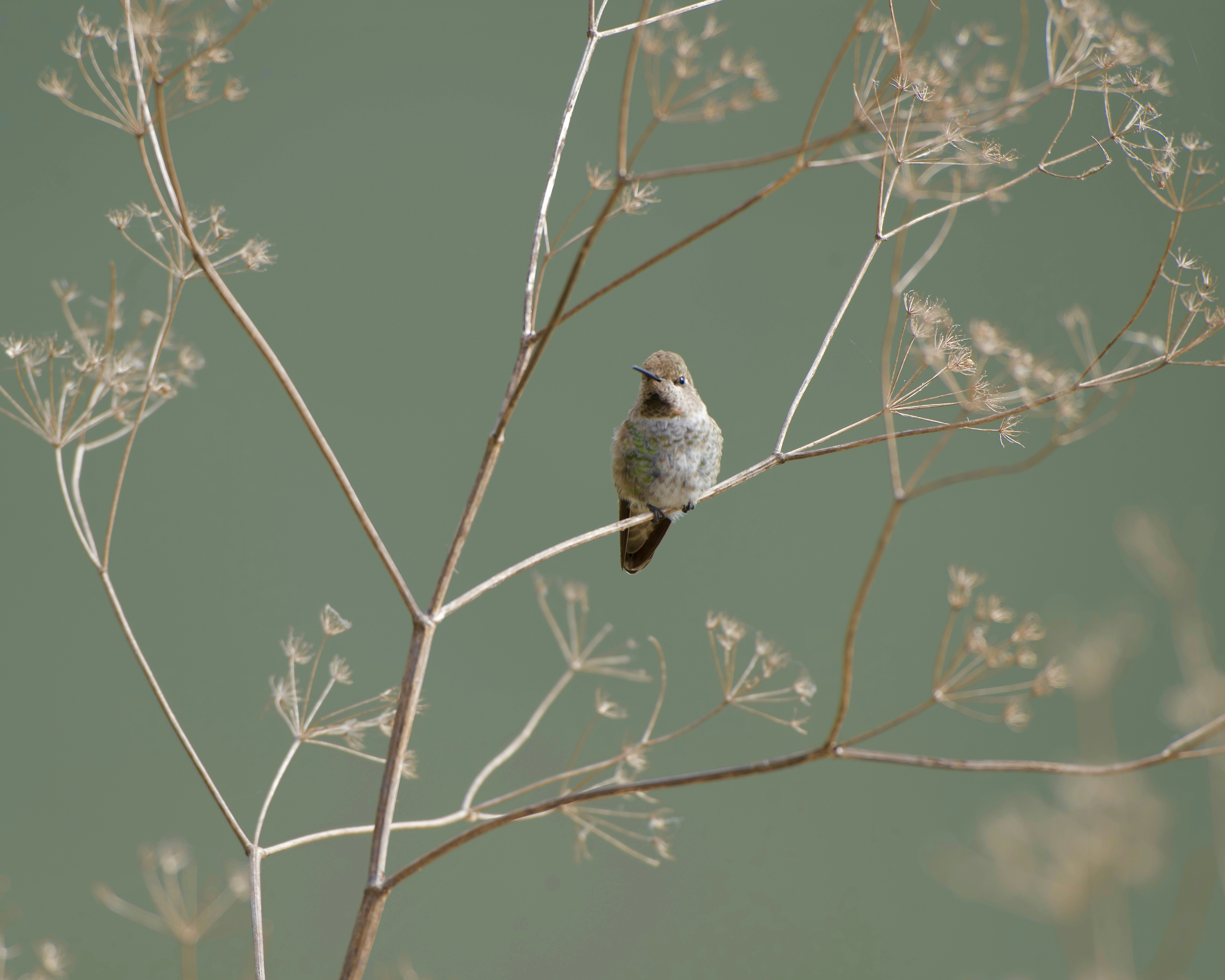 Perched Drift: A Small Bird on Delicate Winter Branches