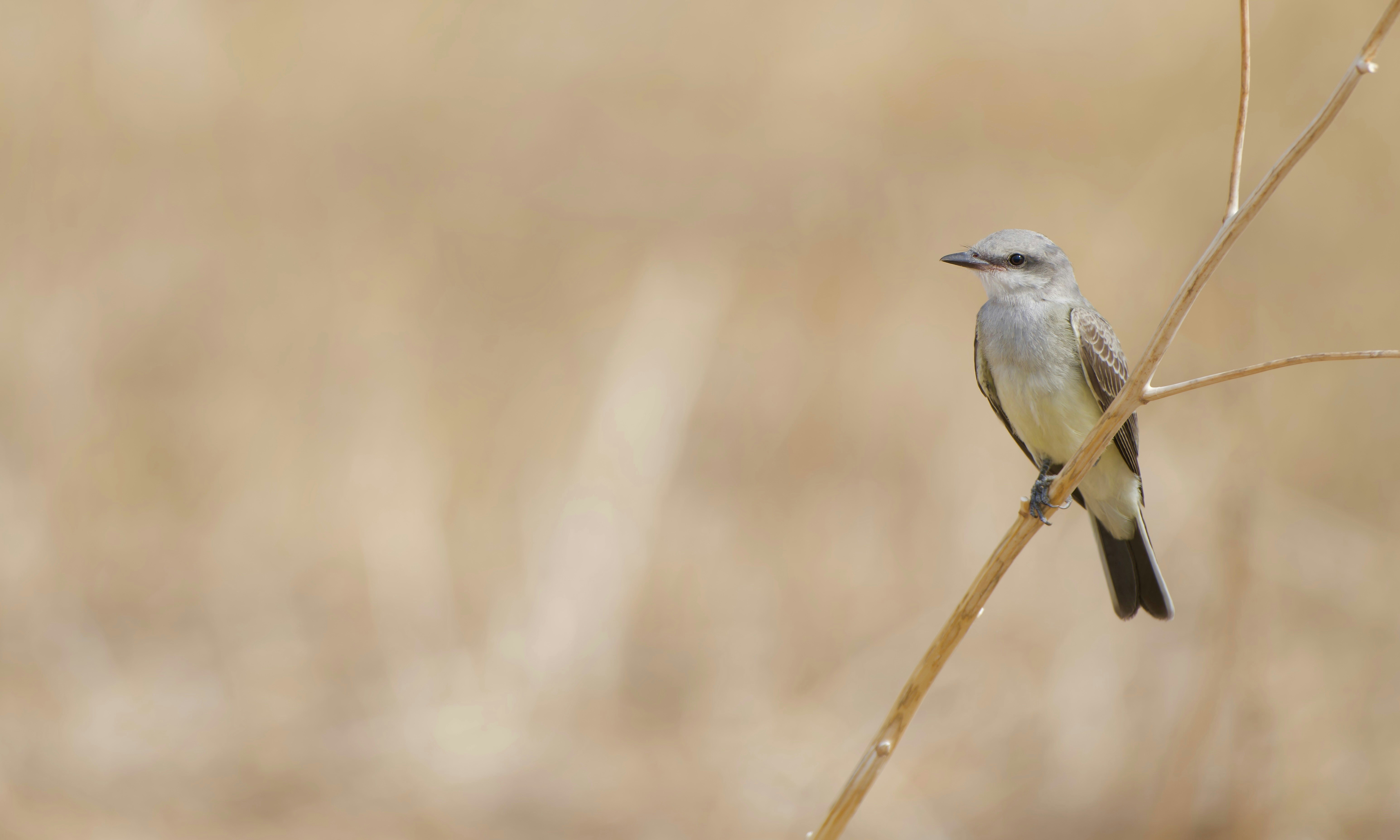A lone reed-scarred perch: small songbird in a sunlit field