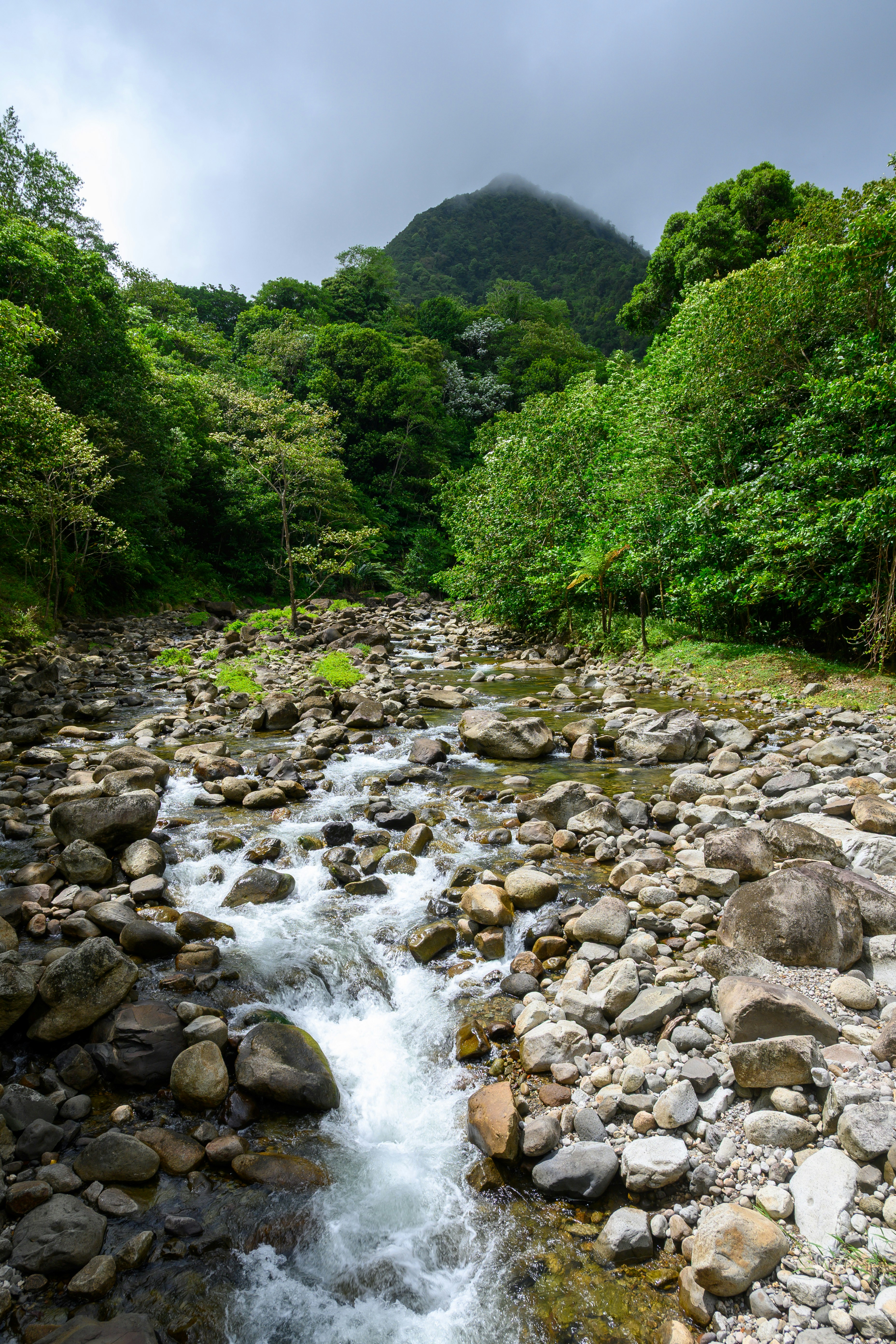 Rushing Riverbed through a Verdant Mountain Gorge