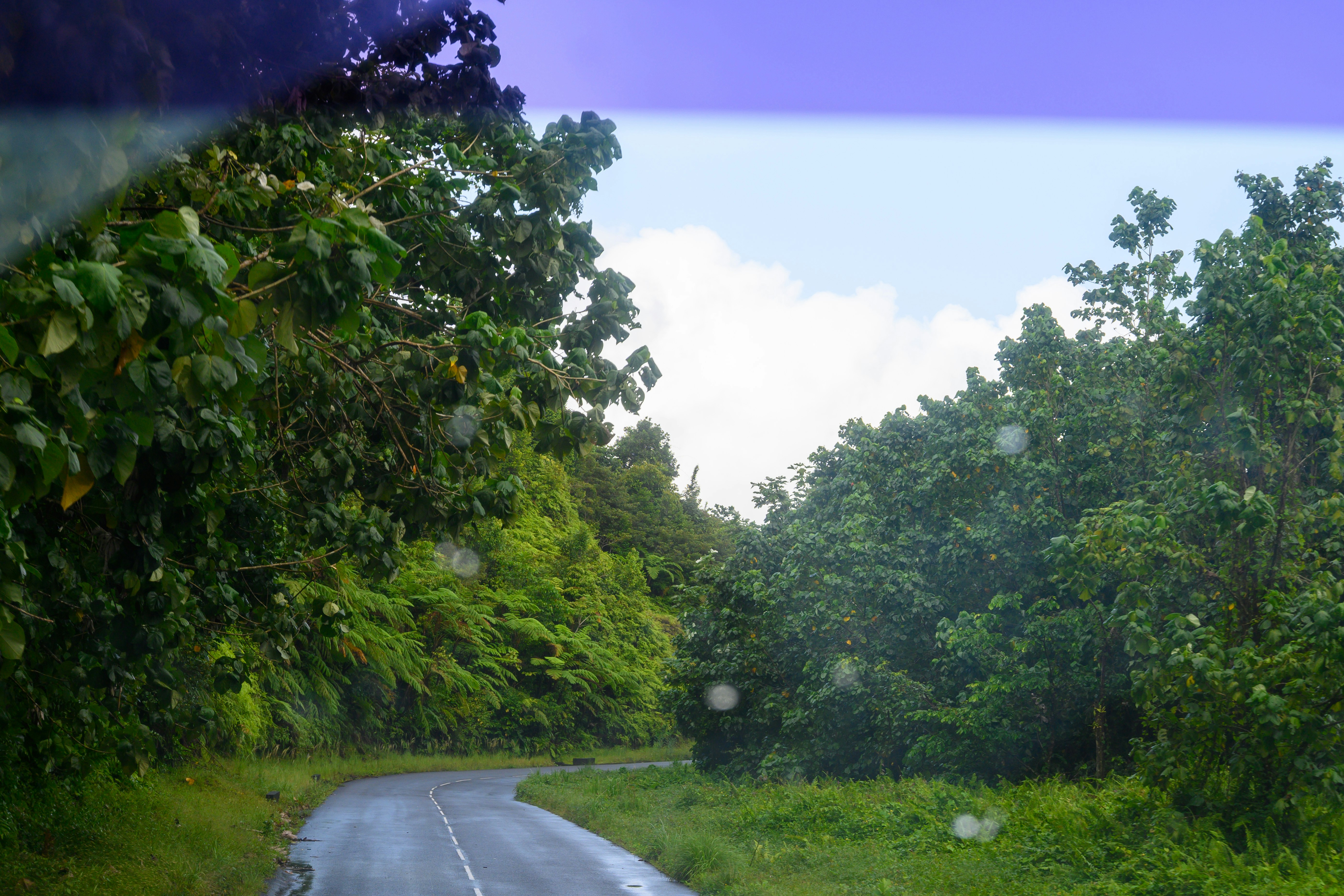 Forest Road Vanishing Under a Blue-Capped Sky