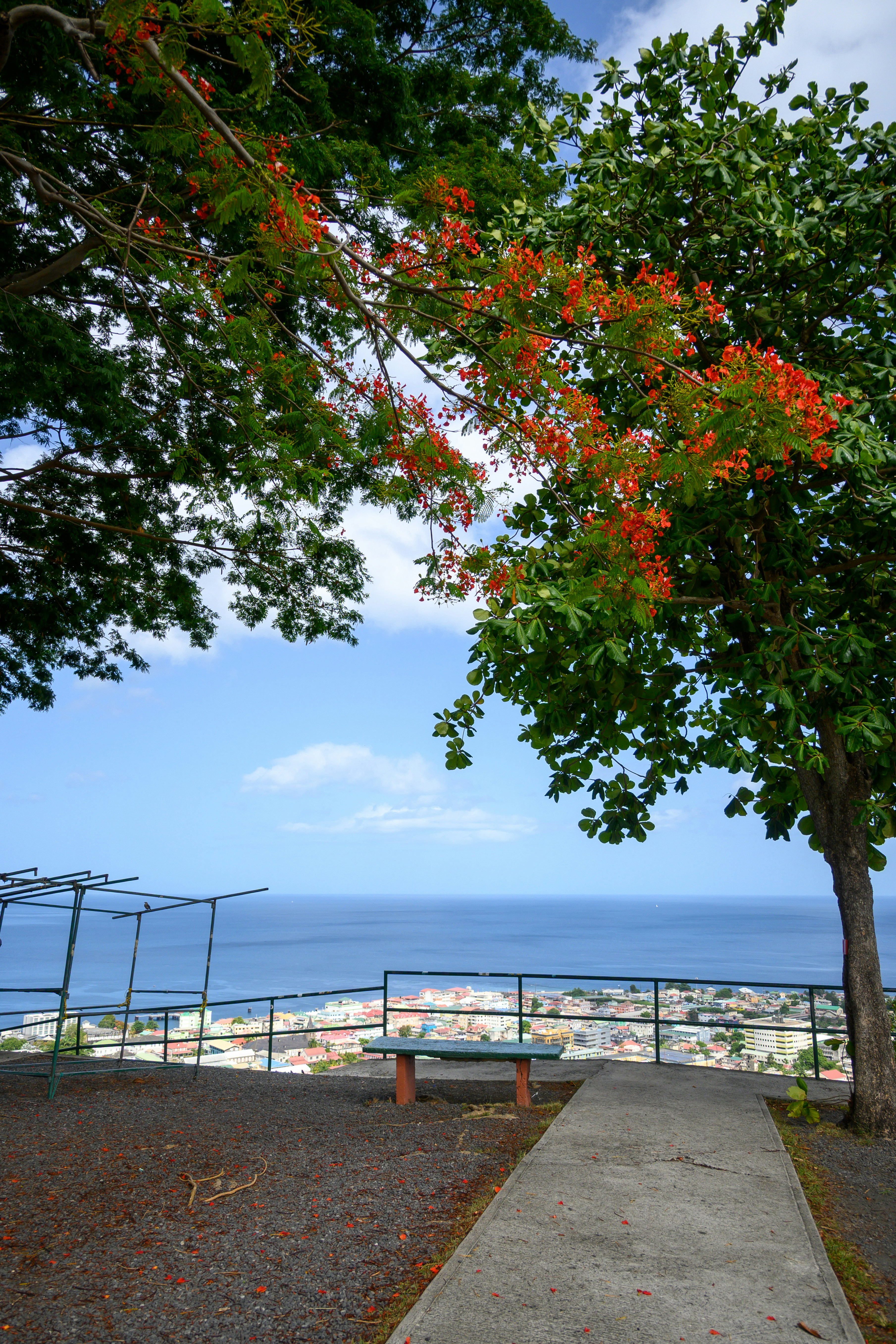 Ocean view from a seaside overlook with a paved path, bench, and red flowering tree branches reaching toward the image frame.