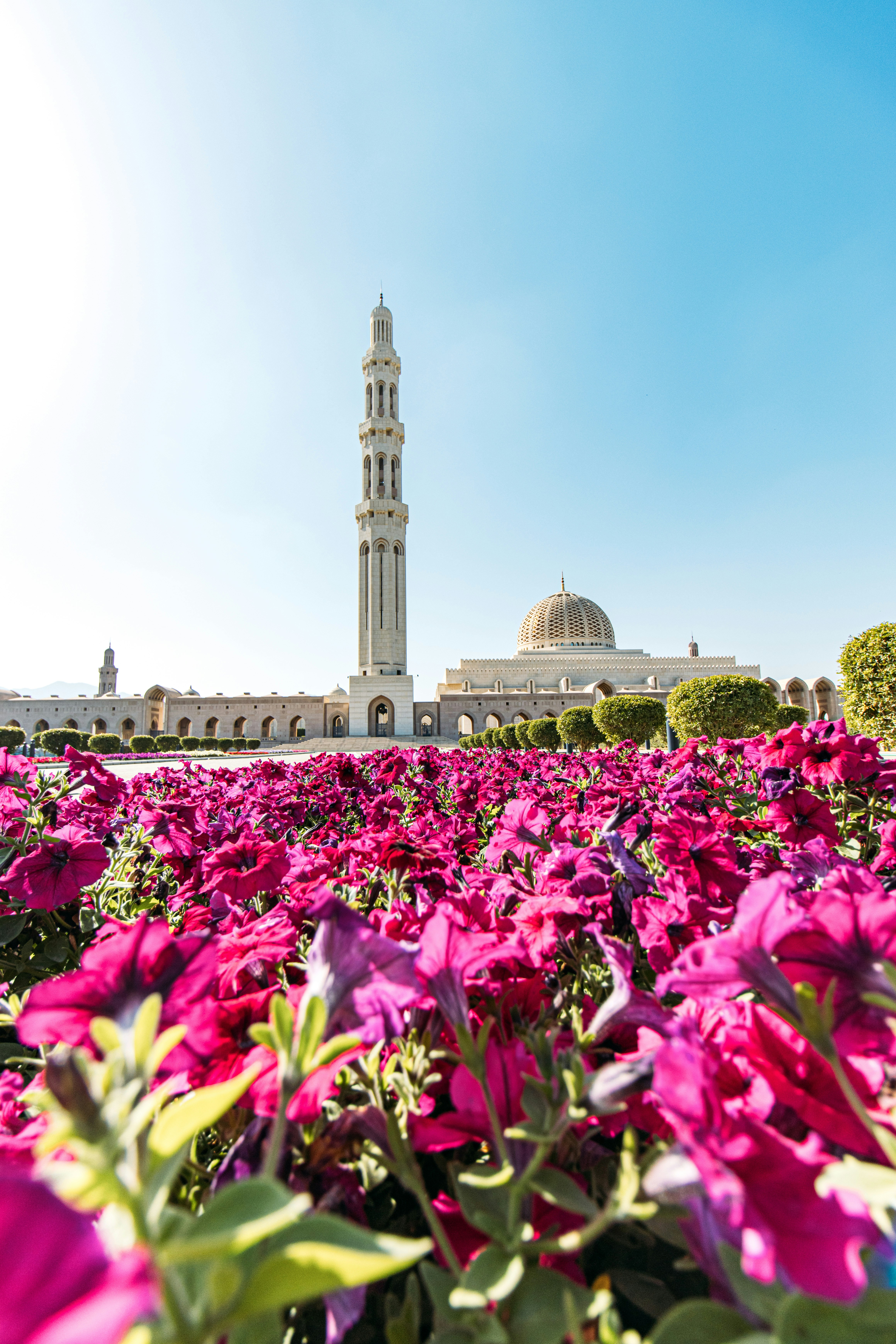 Crimson Blooms against the Mosque Skyline