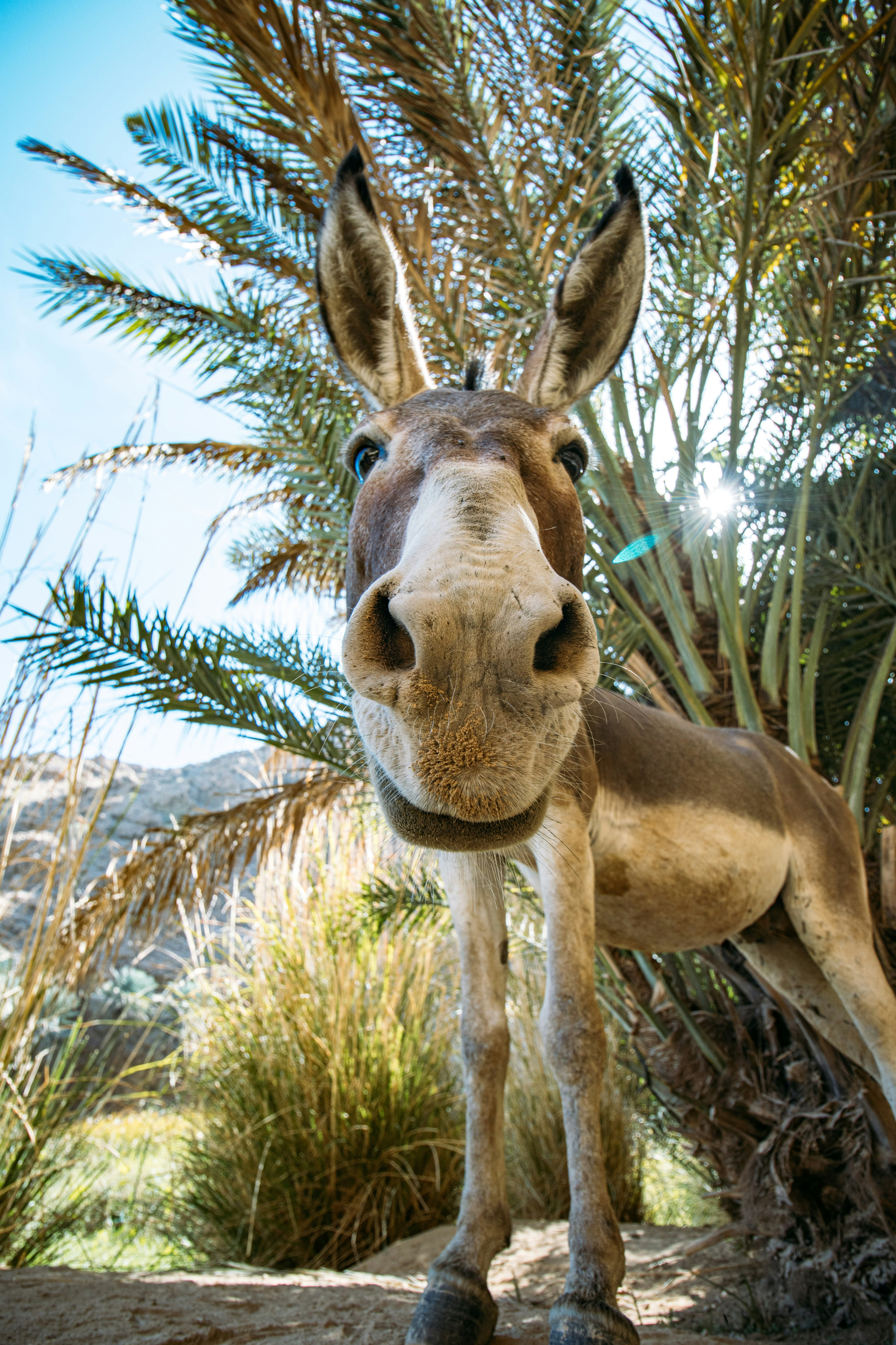 Curious Donkey Reaches Out: A Ground-Level Portrait Under Palm Skies