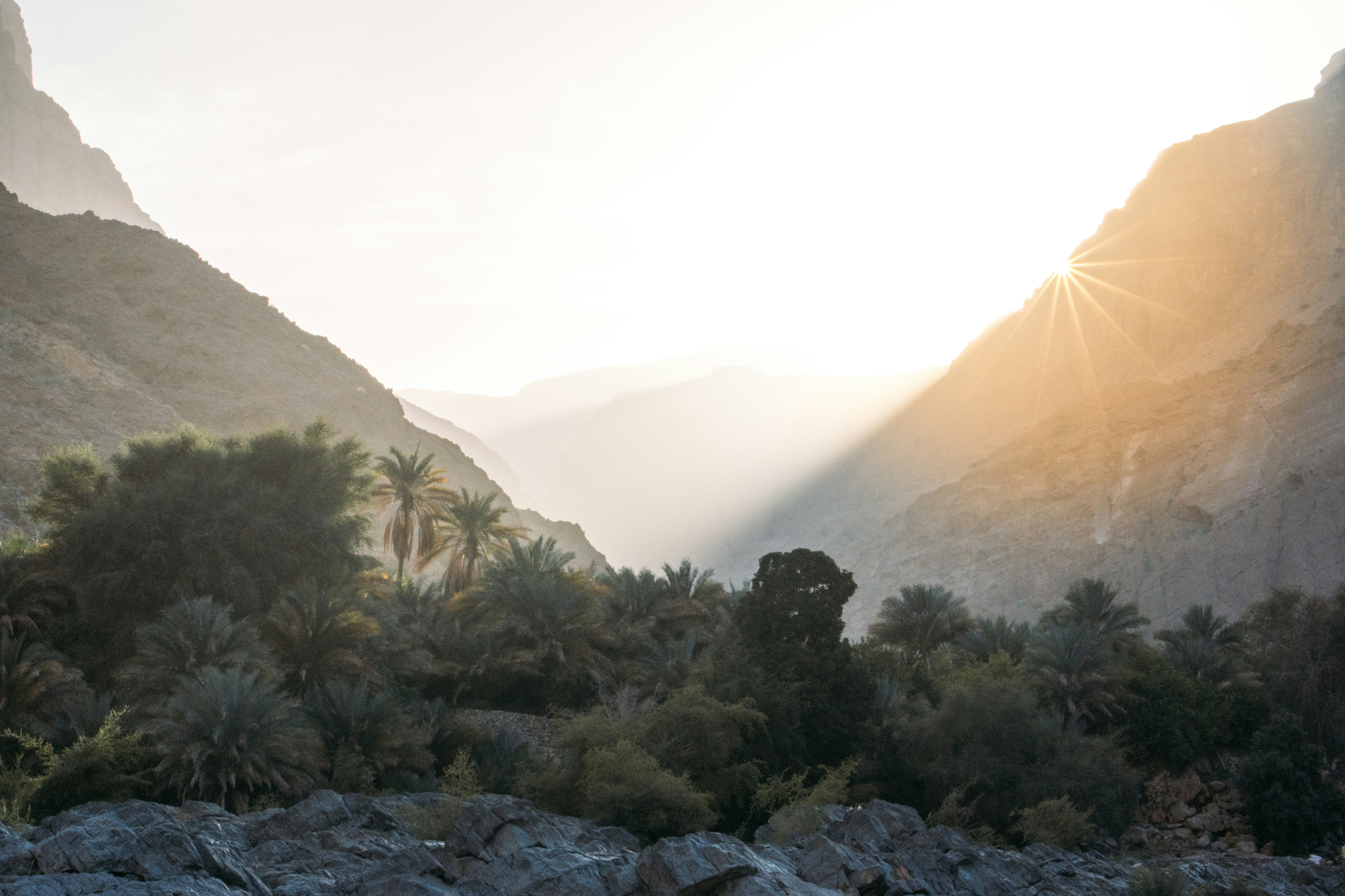 Golden Hour Beyond the Oasis: Sunburst at Palm Valley