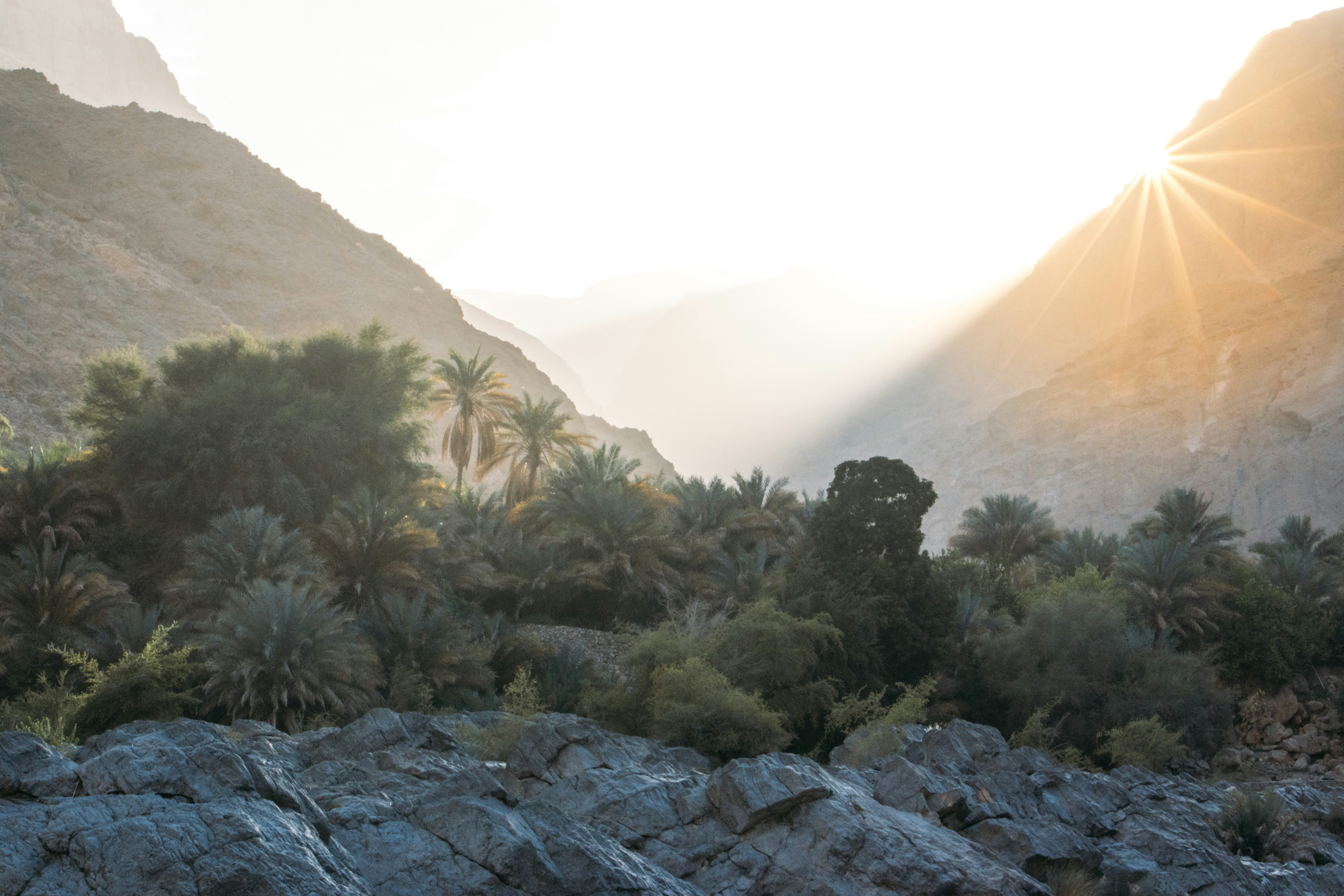 Sunrise over Oasis: A Palm-Dotted Valley Emerges from Shadow