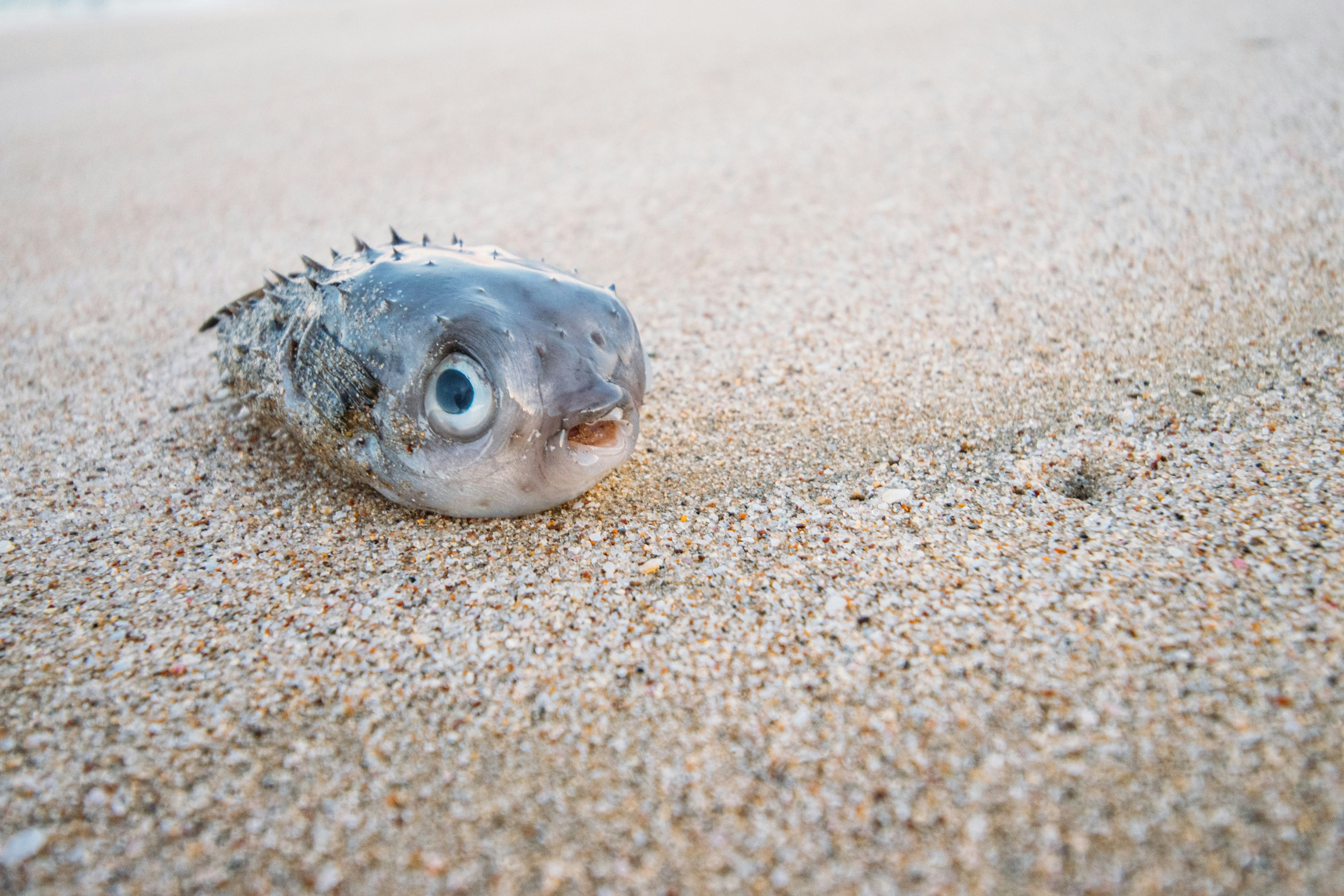 Stranded on Sand: A Close-Up of a Coastal Catch Fate