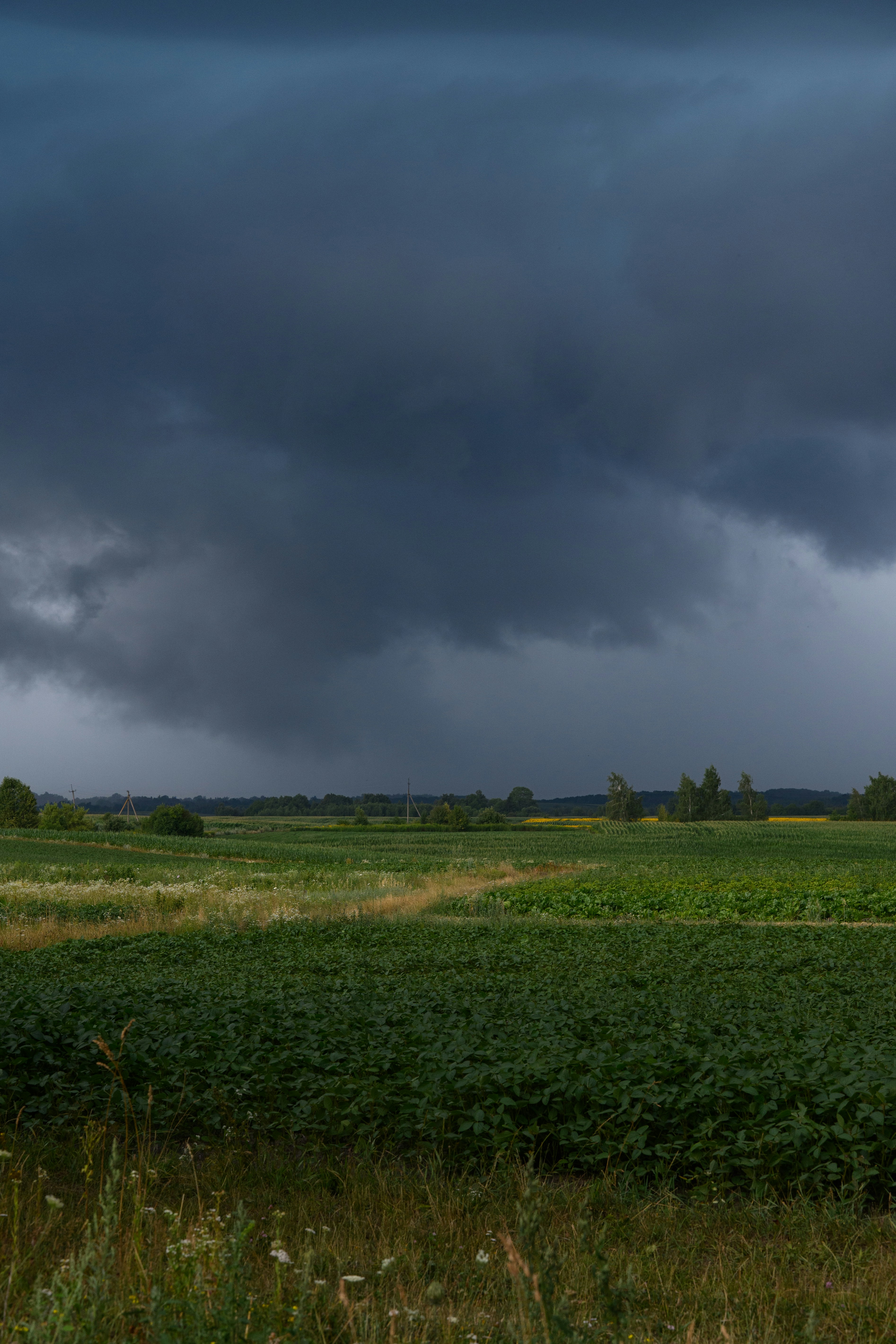 Dramatic dark clouds loom over a flat rural landscape of crops and wild grasses, with distant trees and a pale horizon under impending storm.