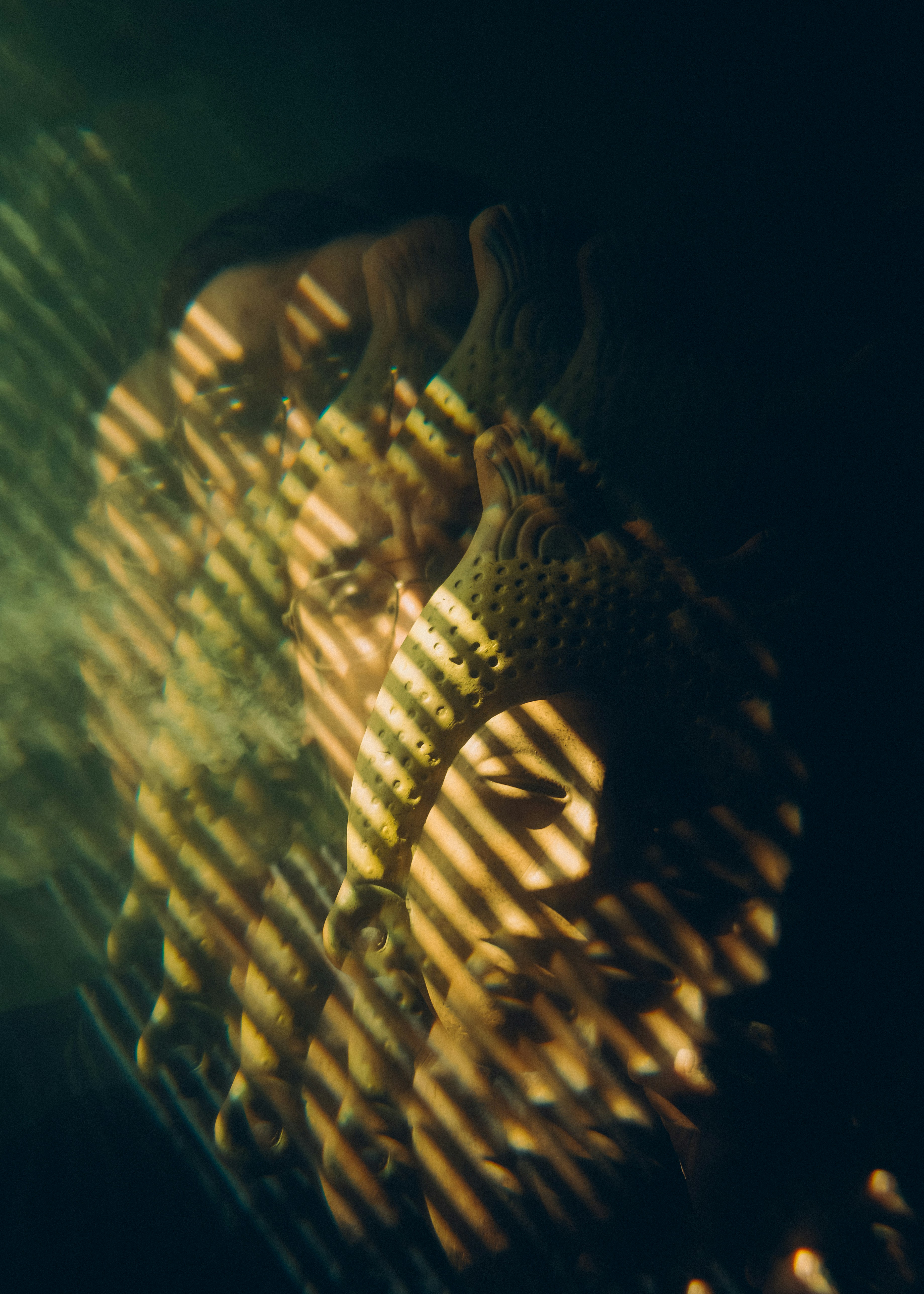 Masked Light: Coral Pattern Through a Glass Veil