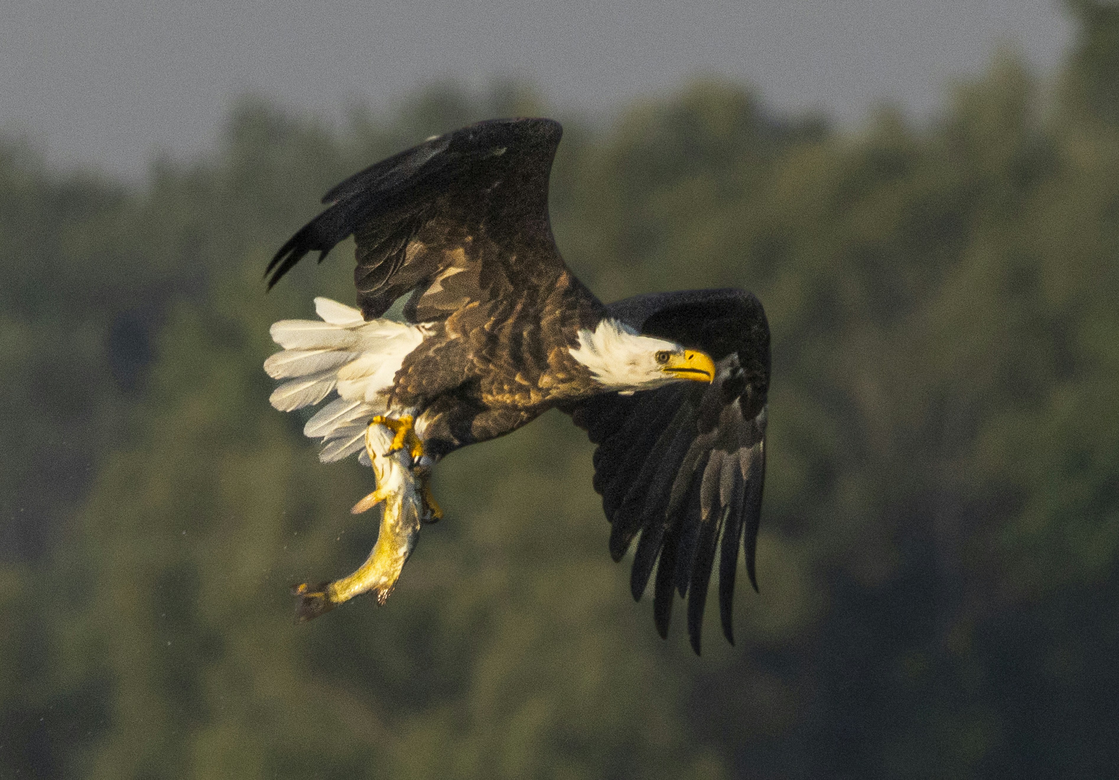 Soaring Raptor in Morning Light