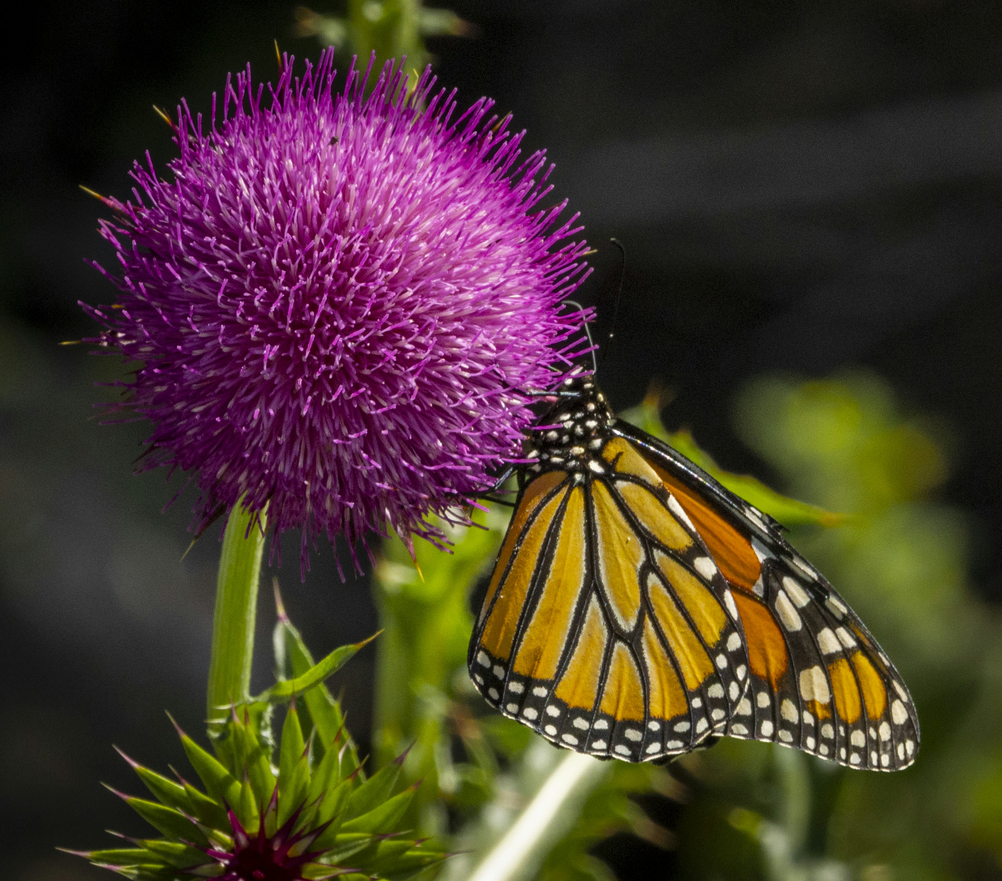  Monarch at the Edge: Violet Globe and Butterfly