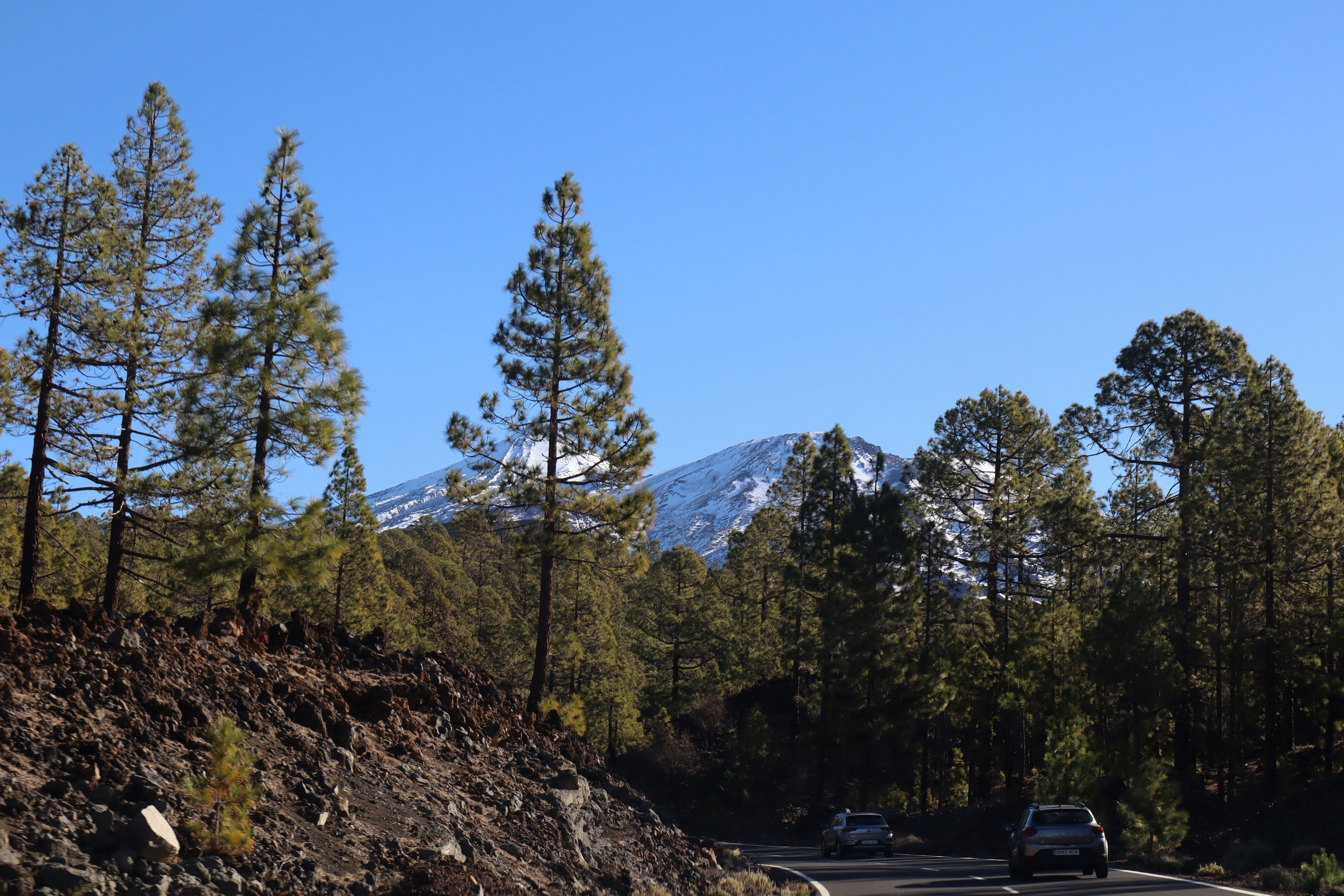 Sunlit Pines and Snow-Kissed Peaks Over a Winding Forest Road