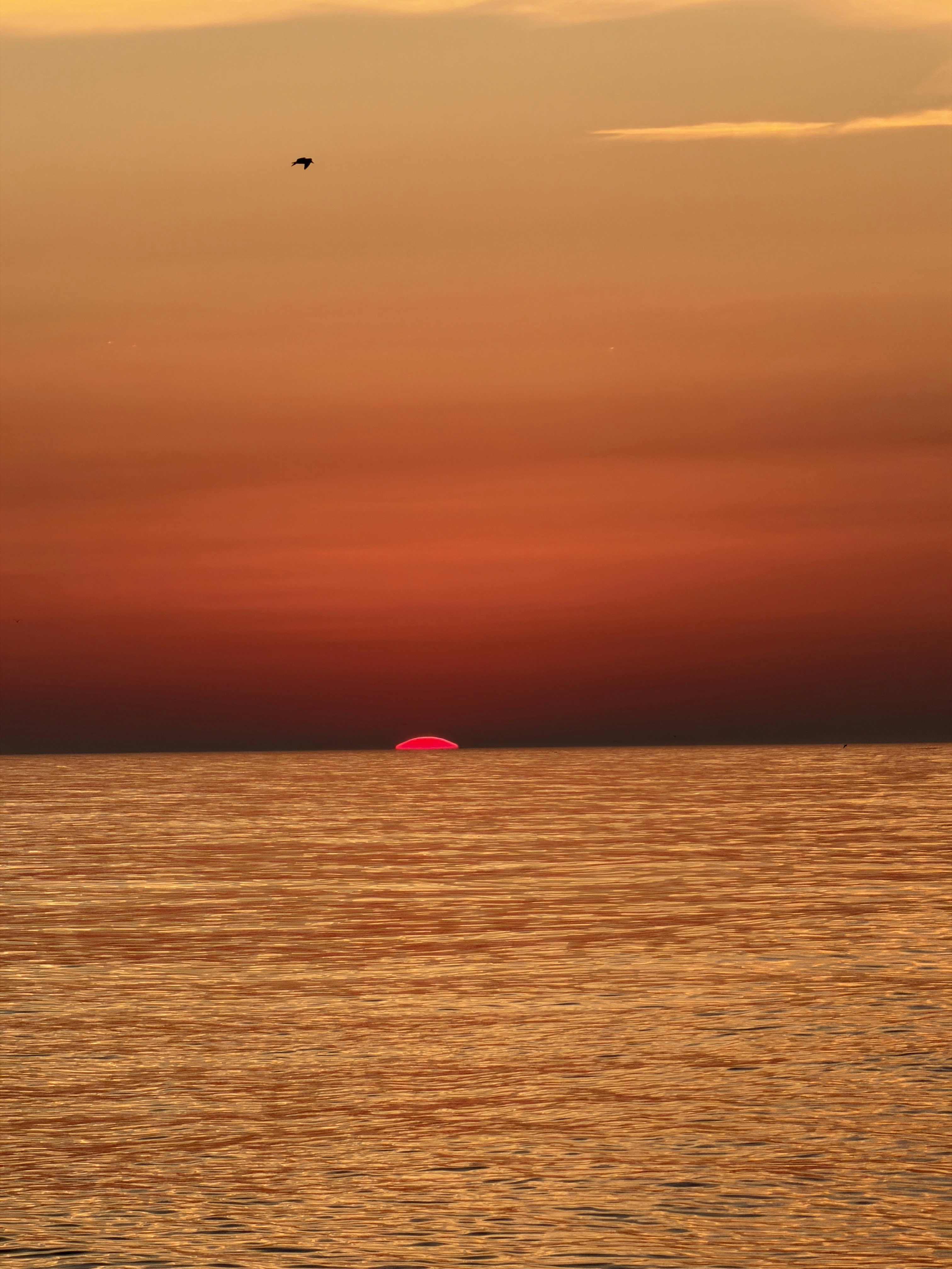Golden sunset over a tranquil sea with the sun just touching the horizon; a lone bird hovers above, and the water reflects warm orange and red hues. (Still image; no people or logos present.)