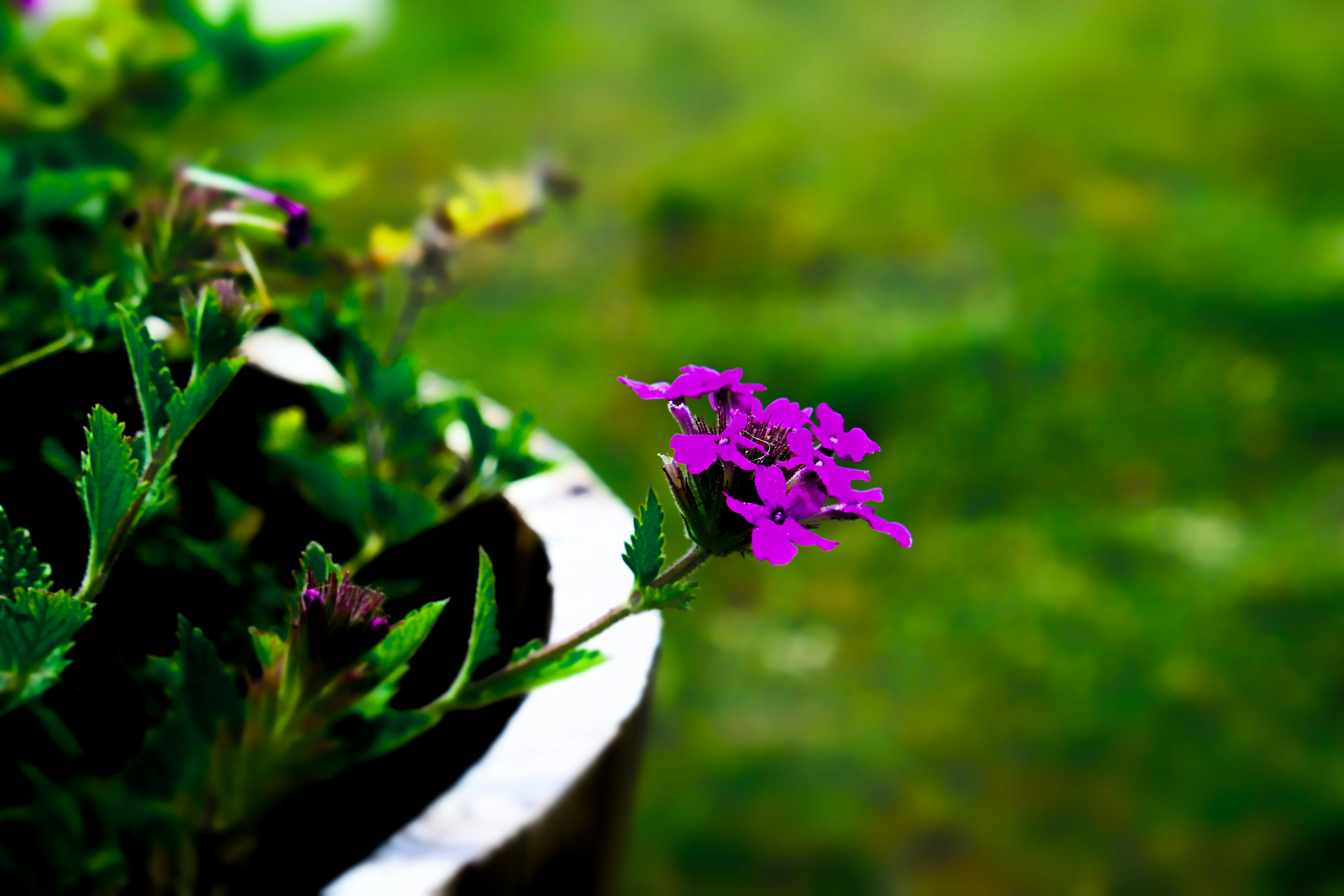 Bright magenta flower anchored in a pot with a blurred green background, highlighting the single bloom as the focal point.