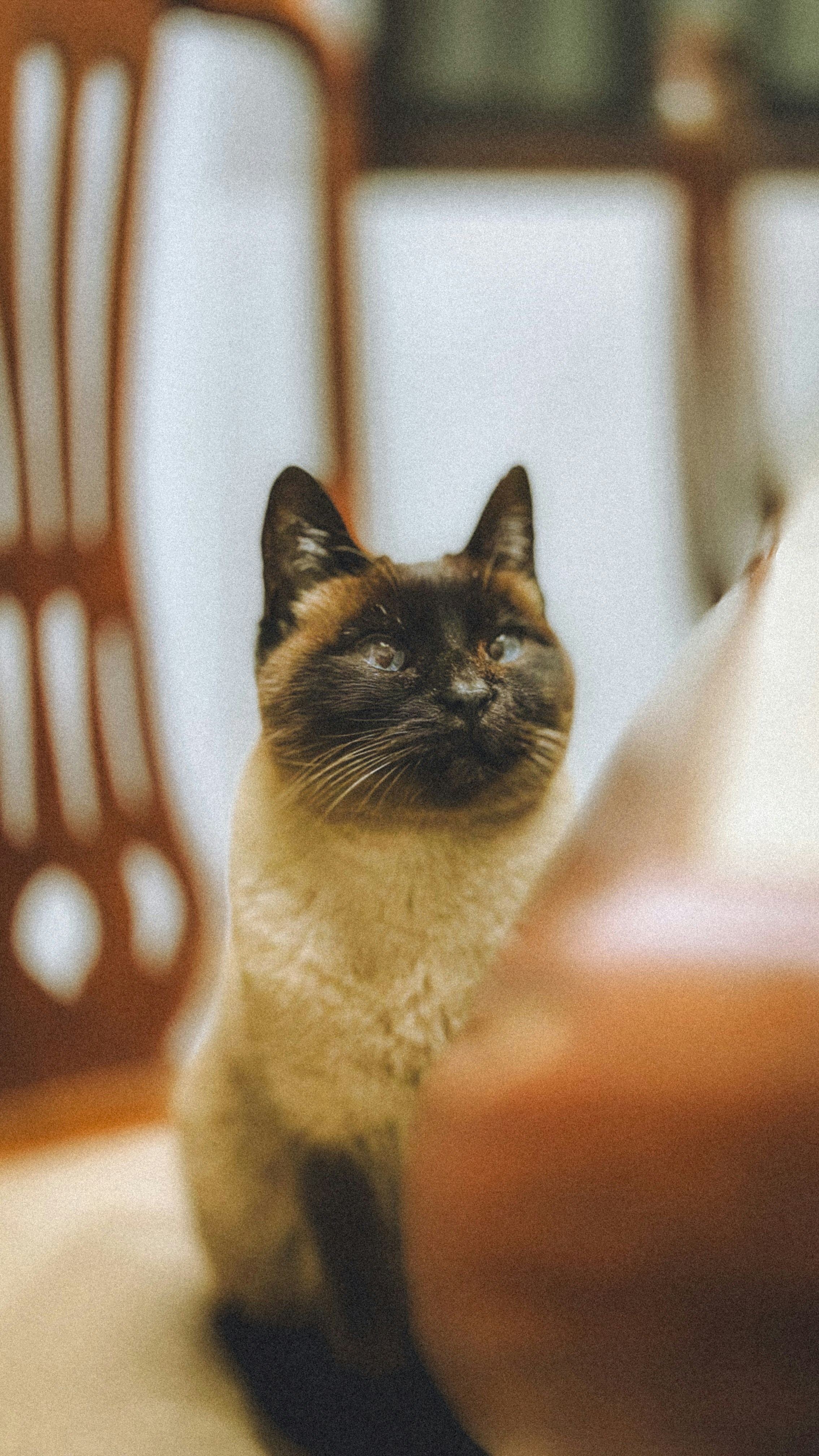 Warmly lit Siamese cat sits attentive beside a blurred foreground object, with wooden chairs in the background.