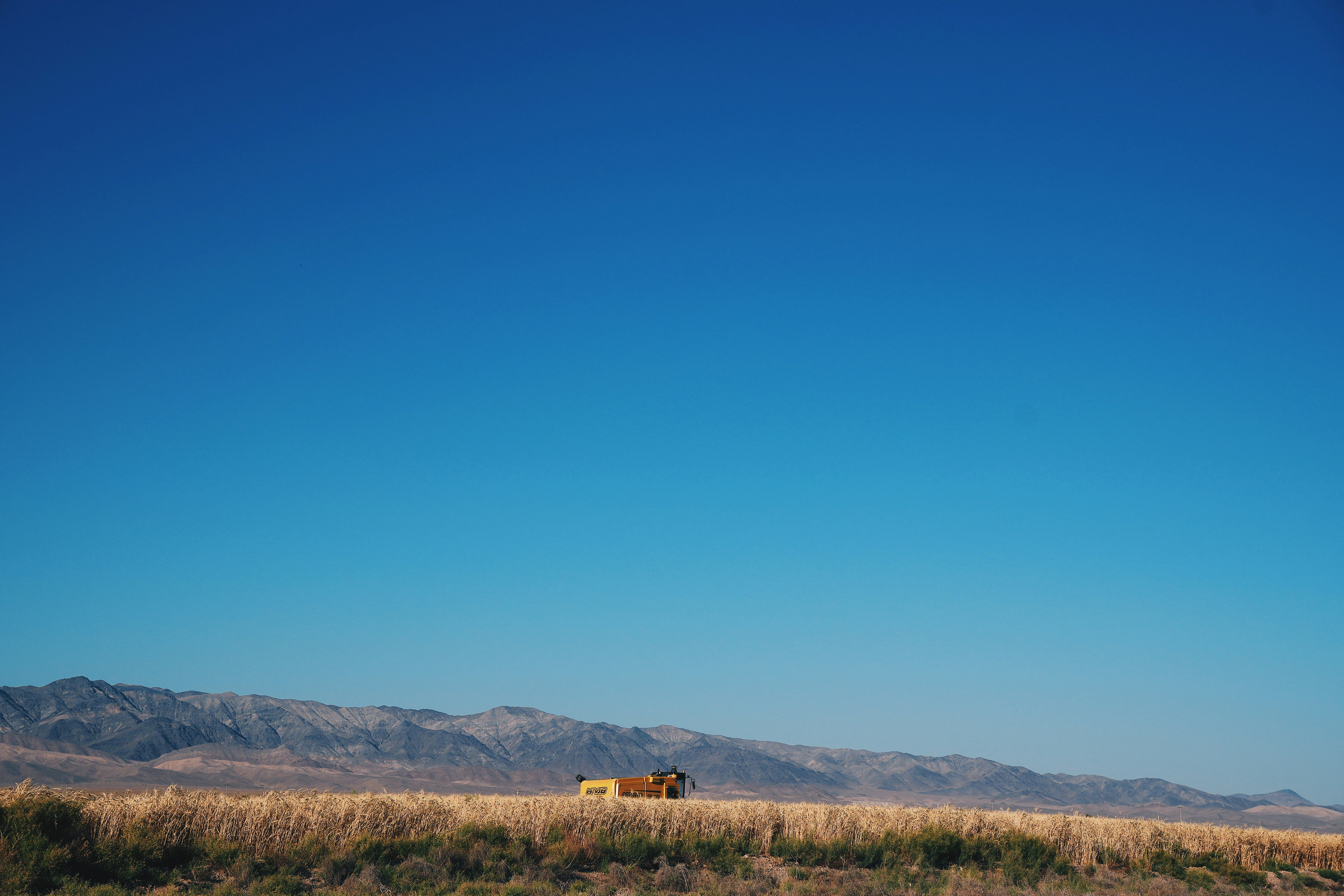 Dusty Mule Standing Guard on the Prairie Edge