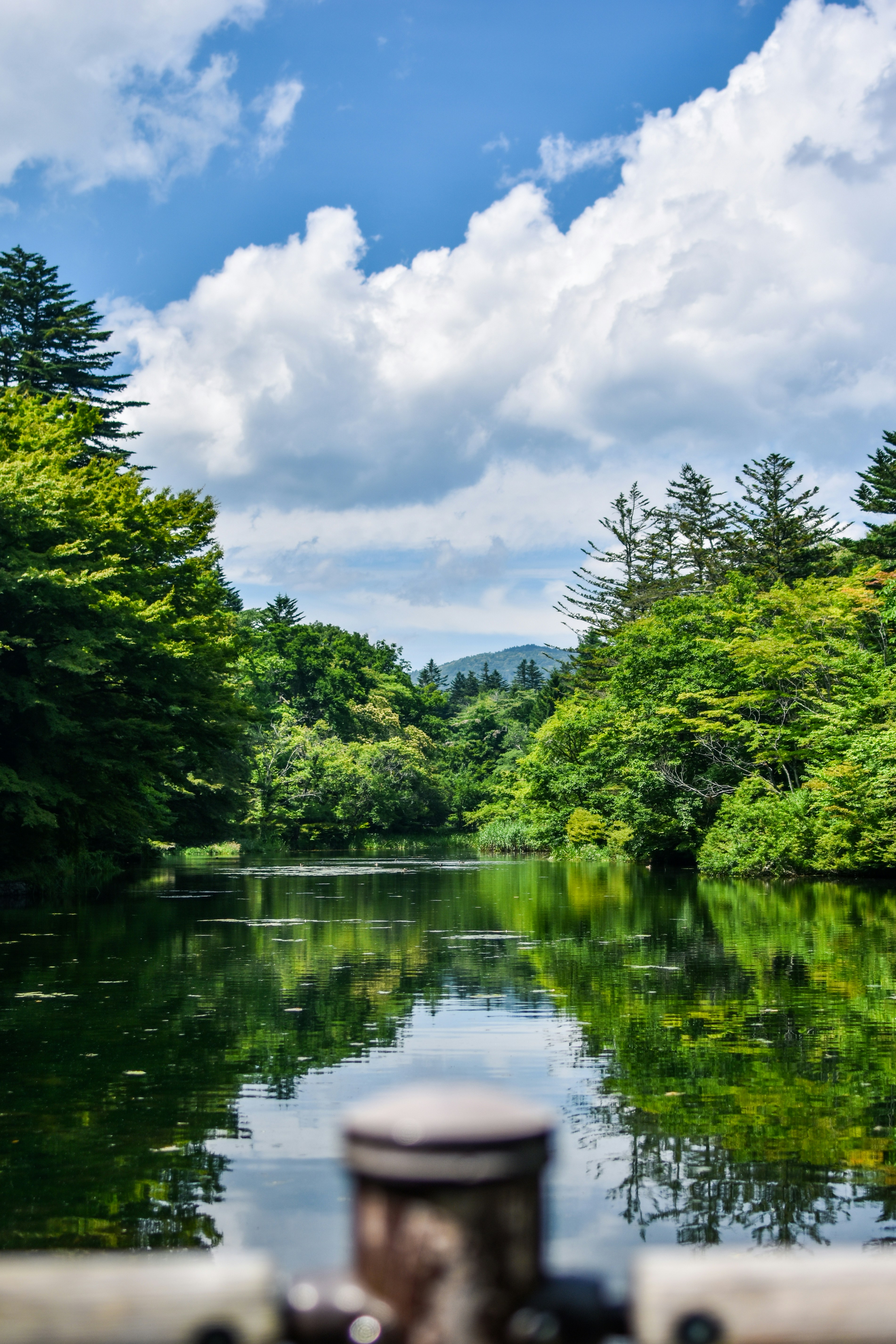 Midlake Reverie: A Tranquil Stream Framed by Verdant Canopy