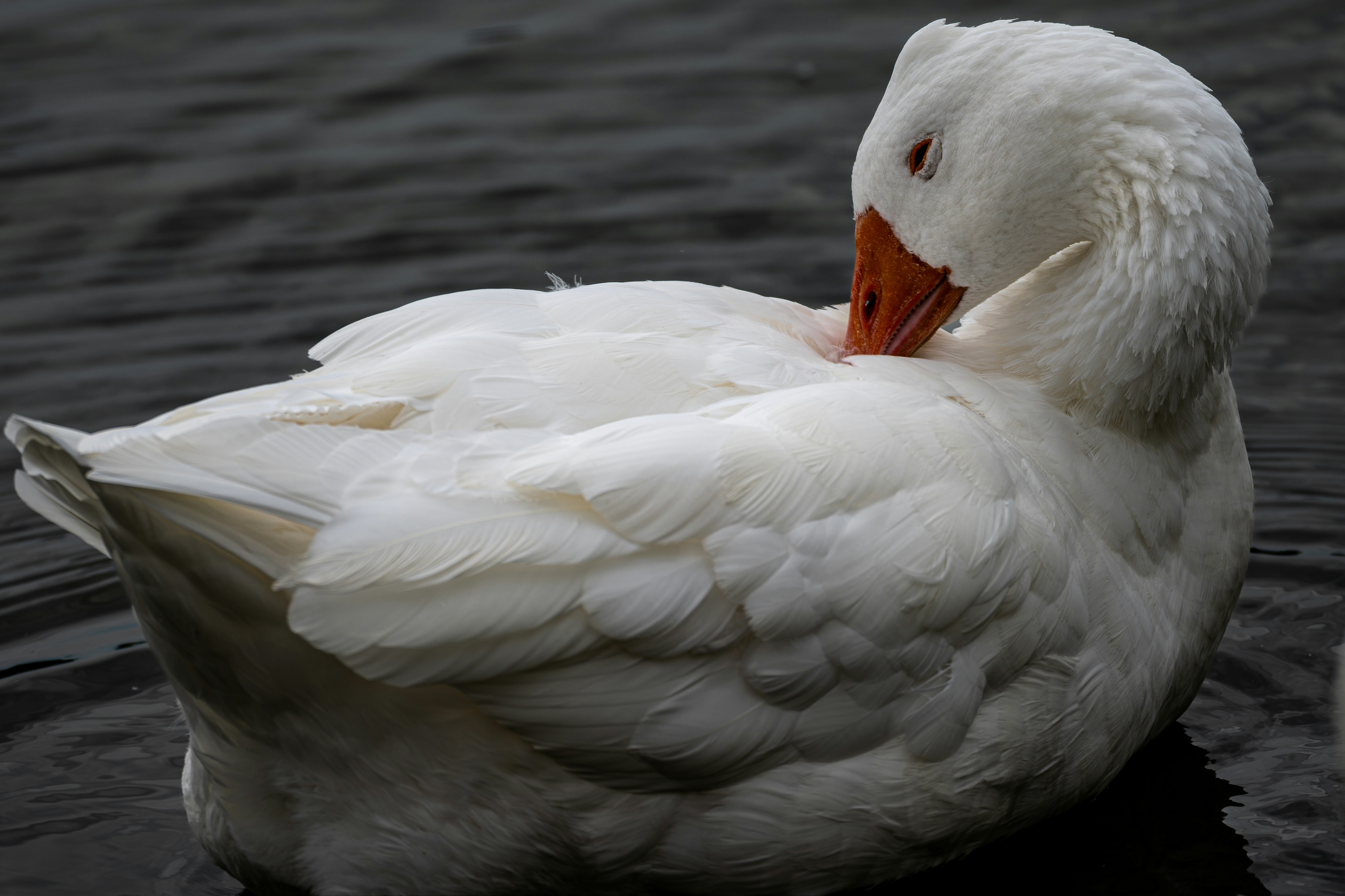 White Goose at Rest: Quiet Contemplation by Dark Waters