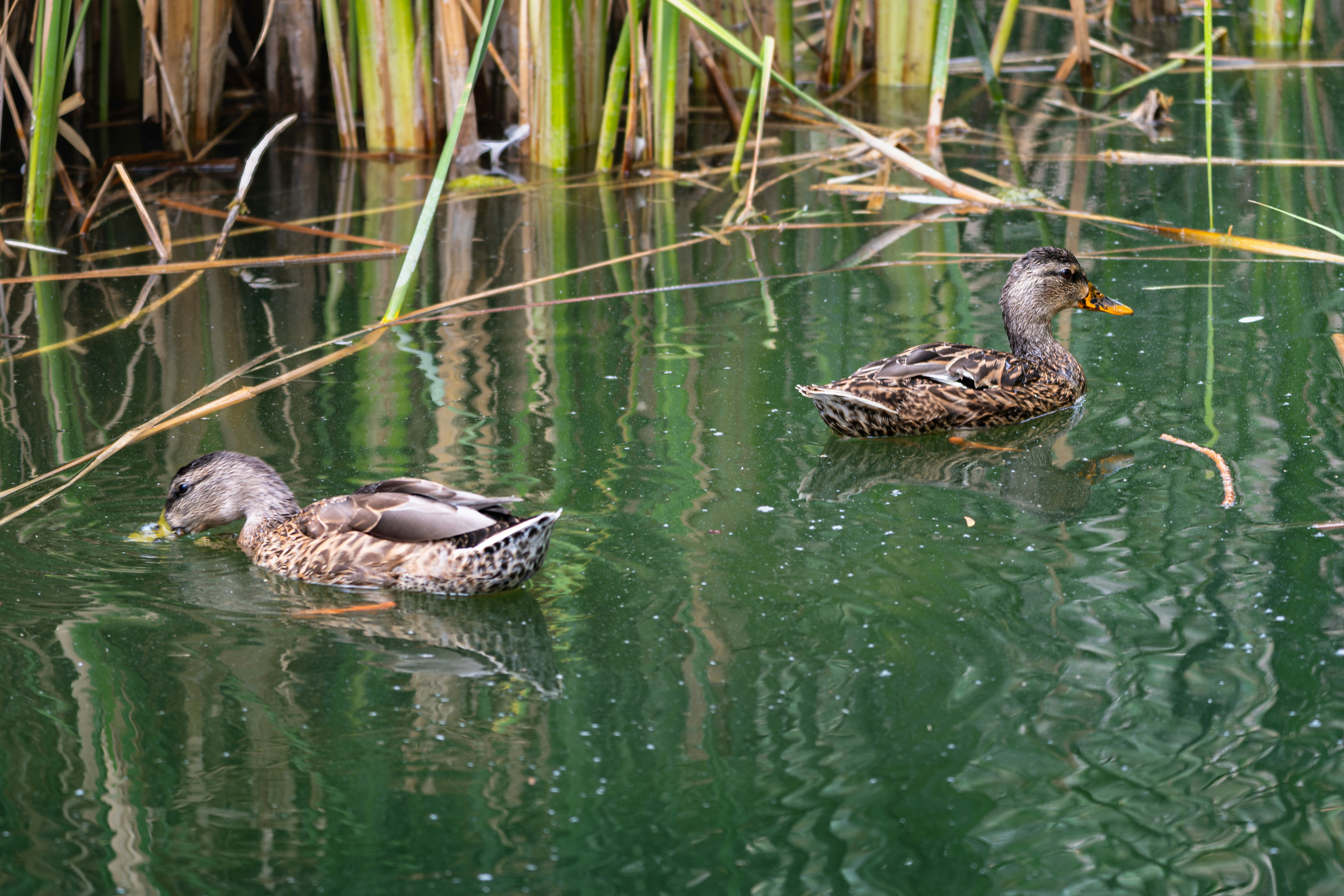 Two Mallards Drift Through Reedy Greenwater