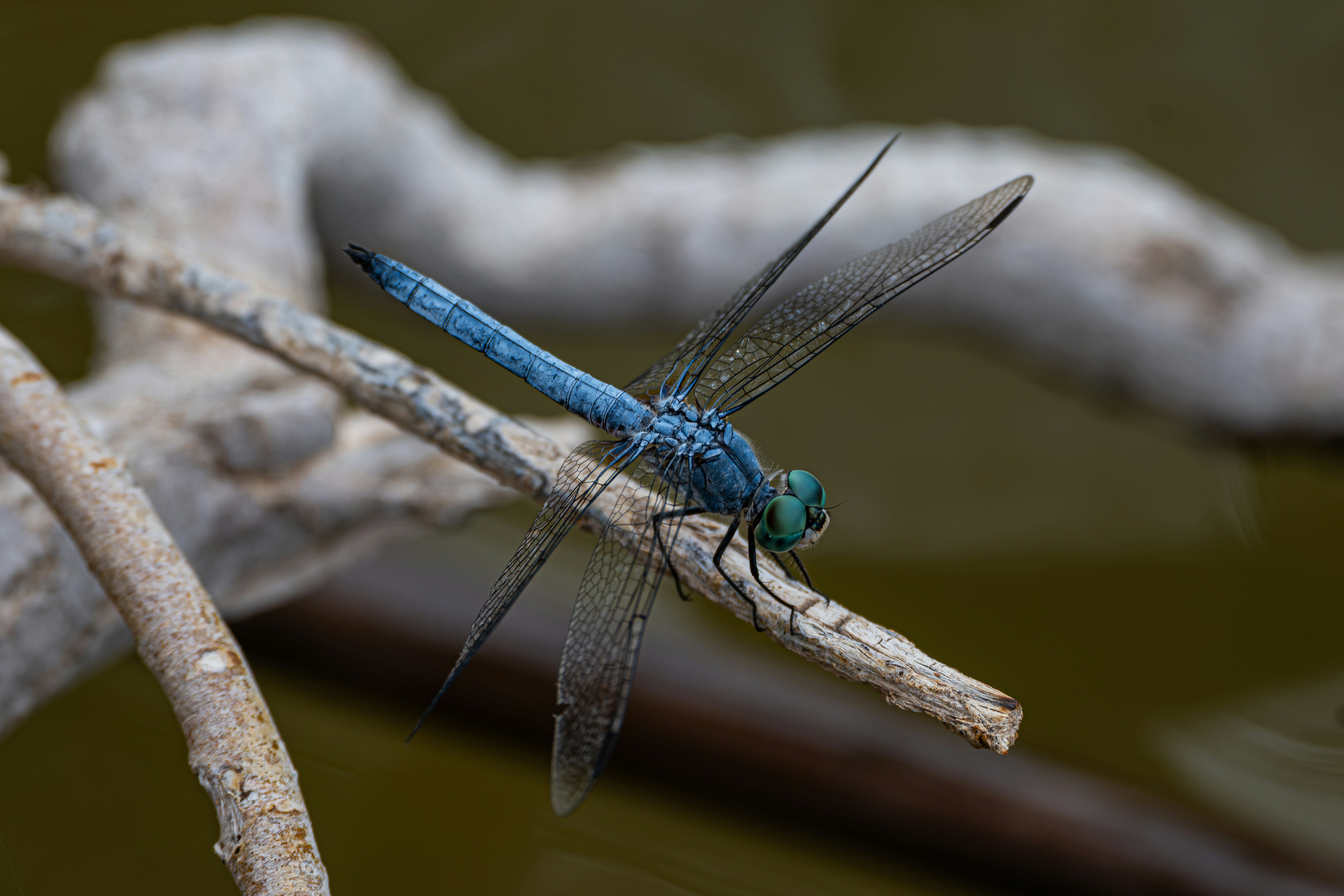 Azure Dragonfly on Weathered Branches by Still Water