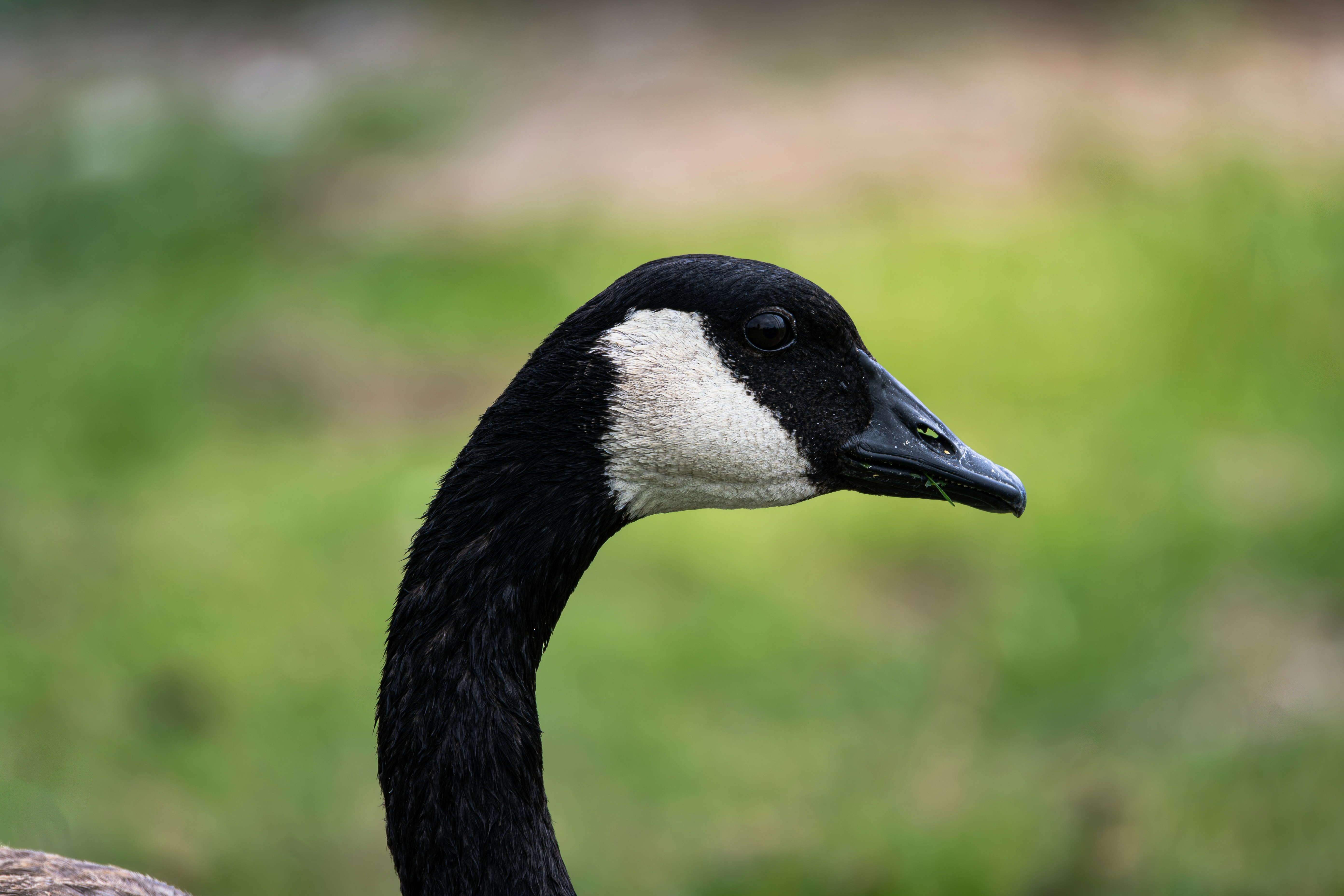 Neck in Focus: a Black-Necked Swan’s Quiet Gaze