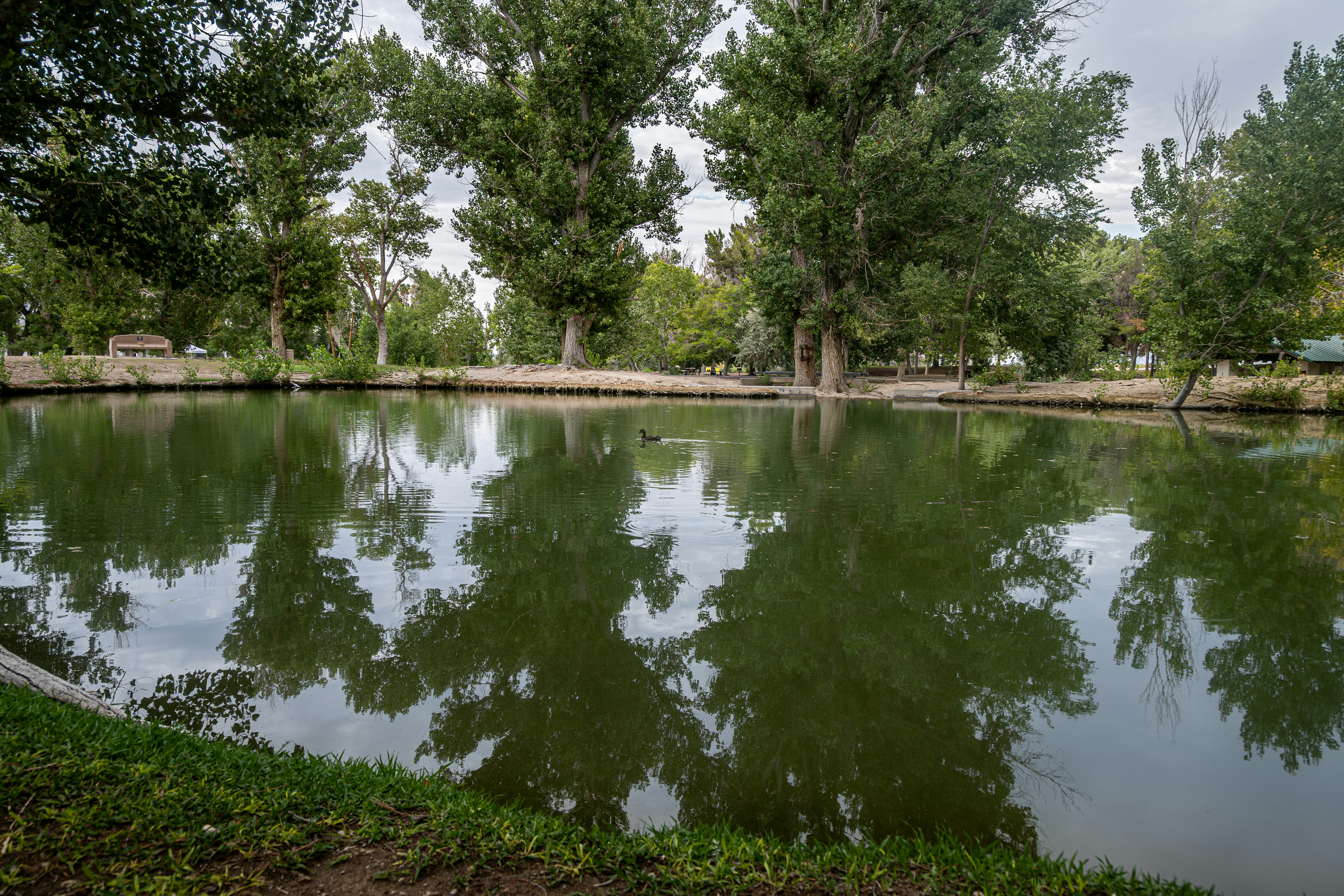 Mirror Grove: Trees Reflected Across a Tranquil Pond