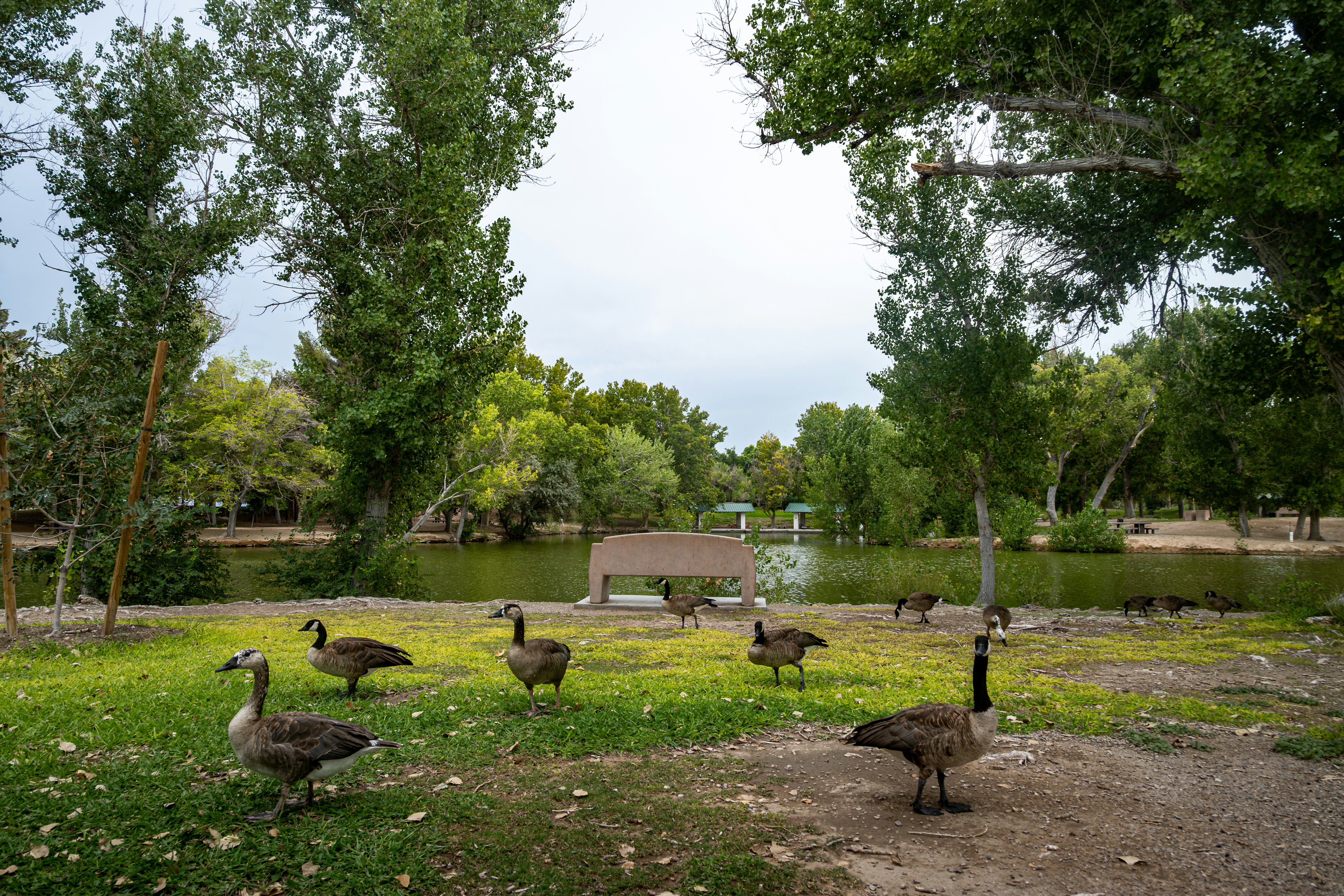 Feathered Gathering by the Riverside