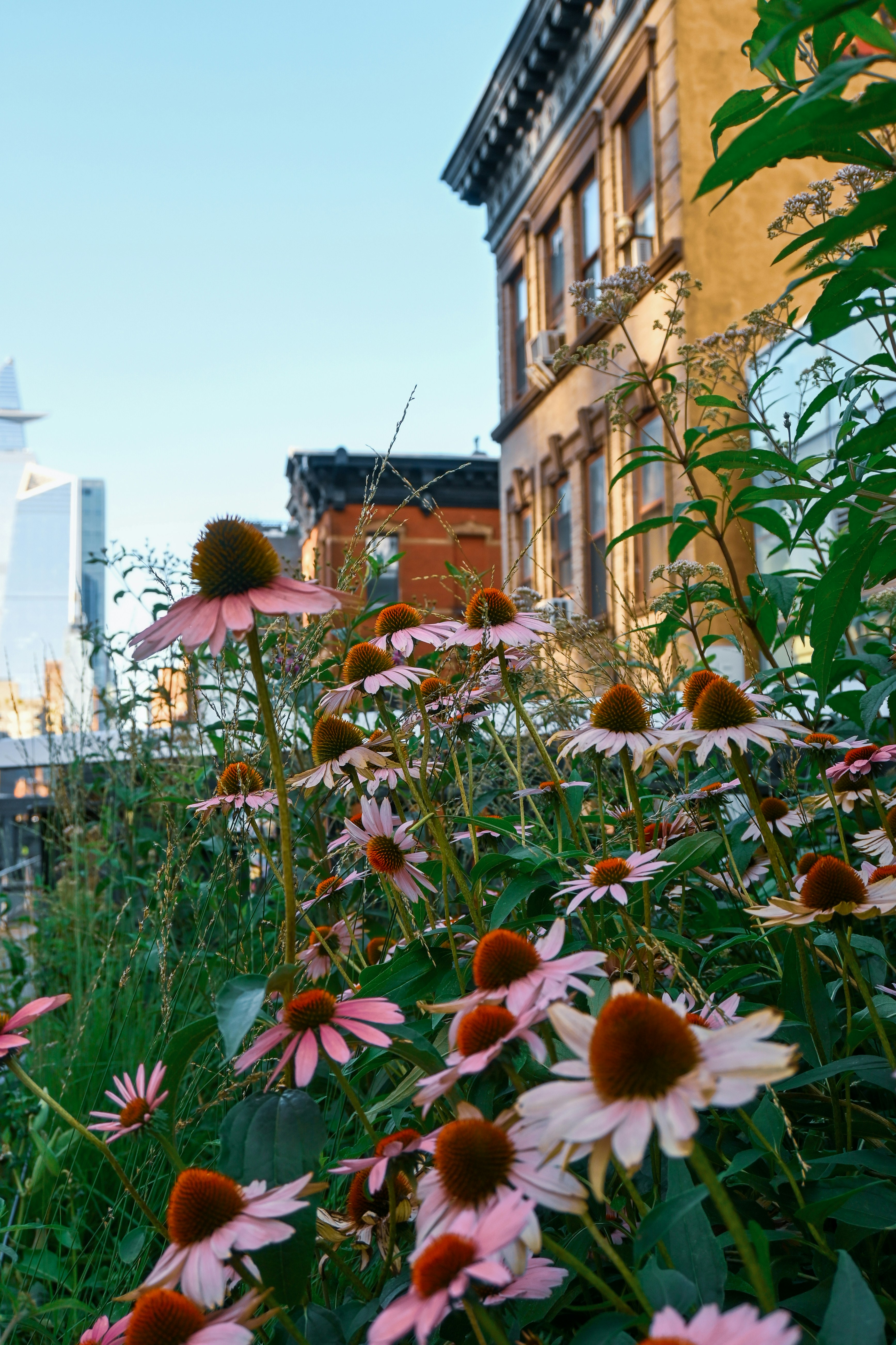 Urban Bloom: Pink Coneflowers Framing a City Terrace