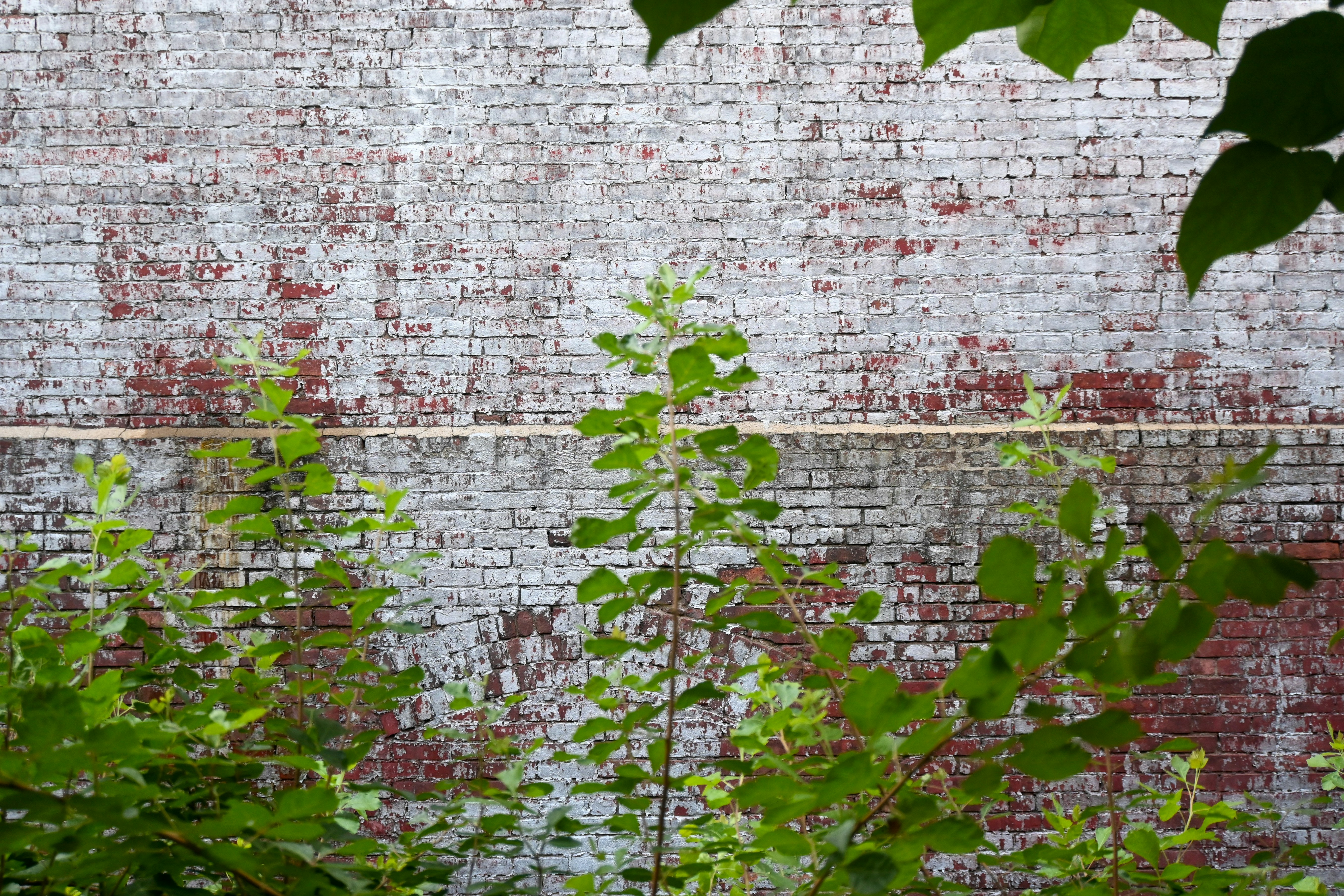 Greenery Against Timeworn Brick: Vines Reclaim a Weathered Wall