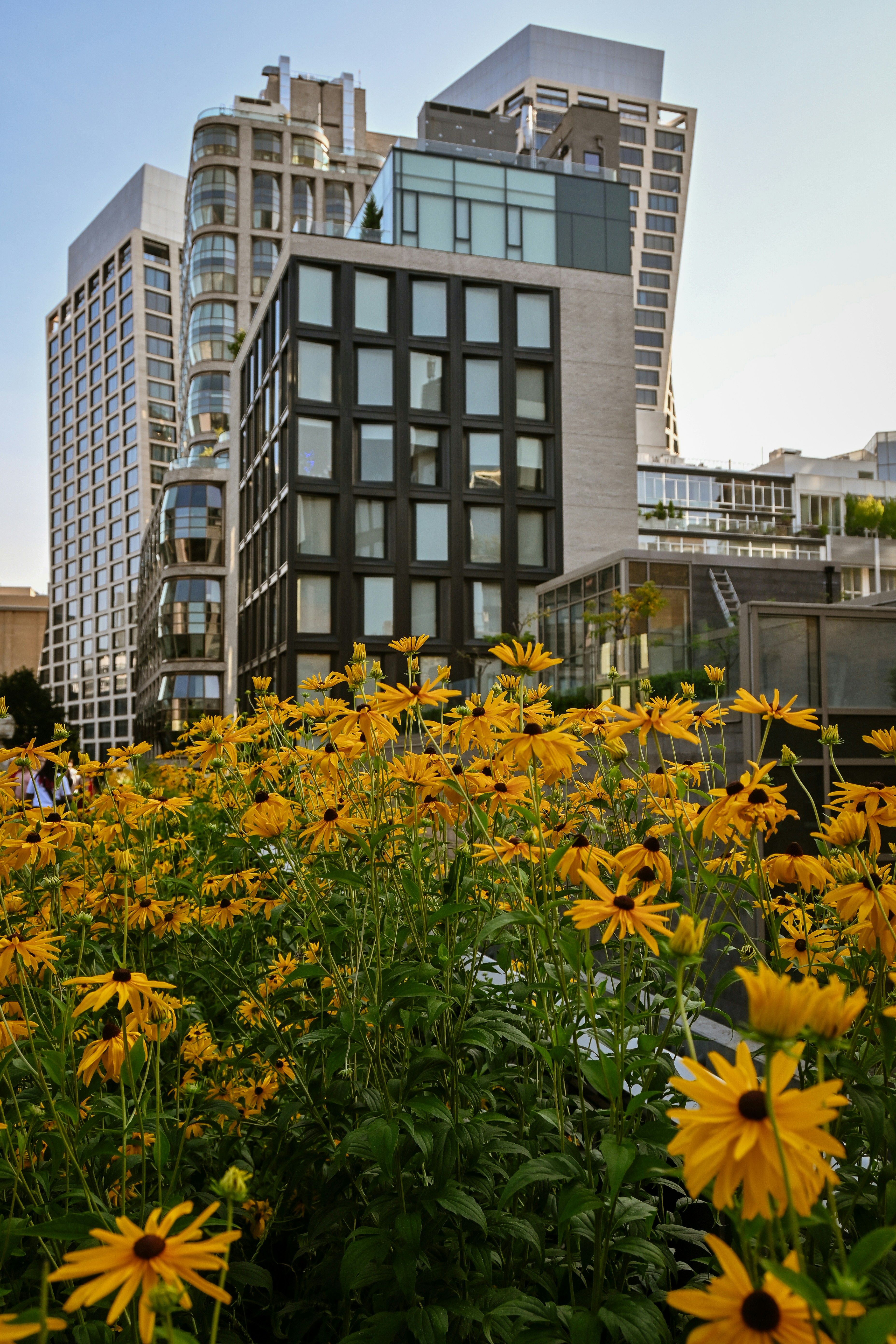 Urban Bloom: Golden Flowers Against Modern Glass