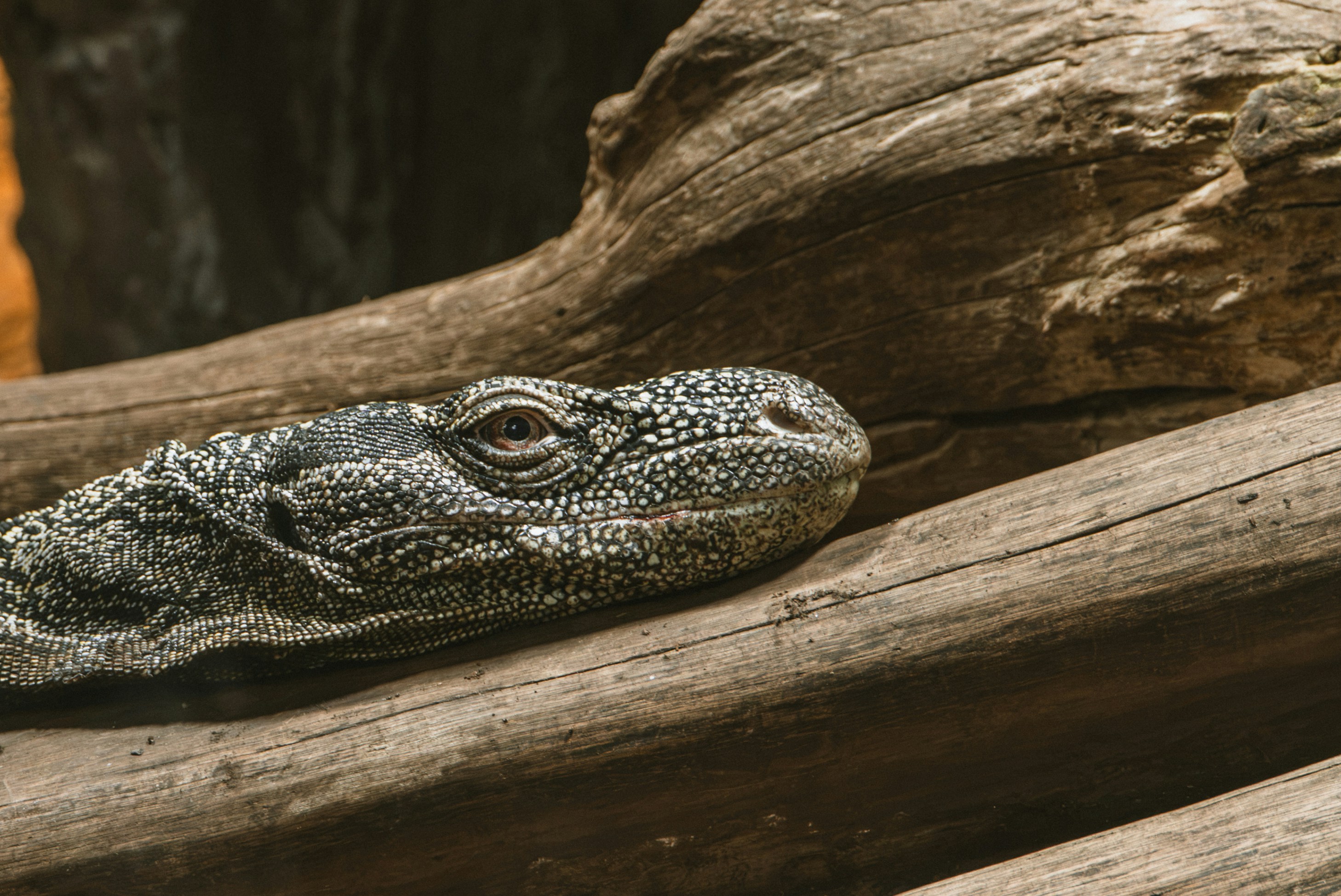 Close‑up of a lizard resting on weathered wood