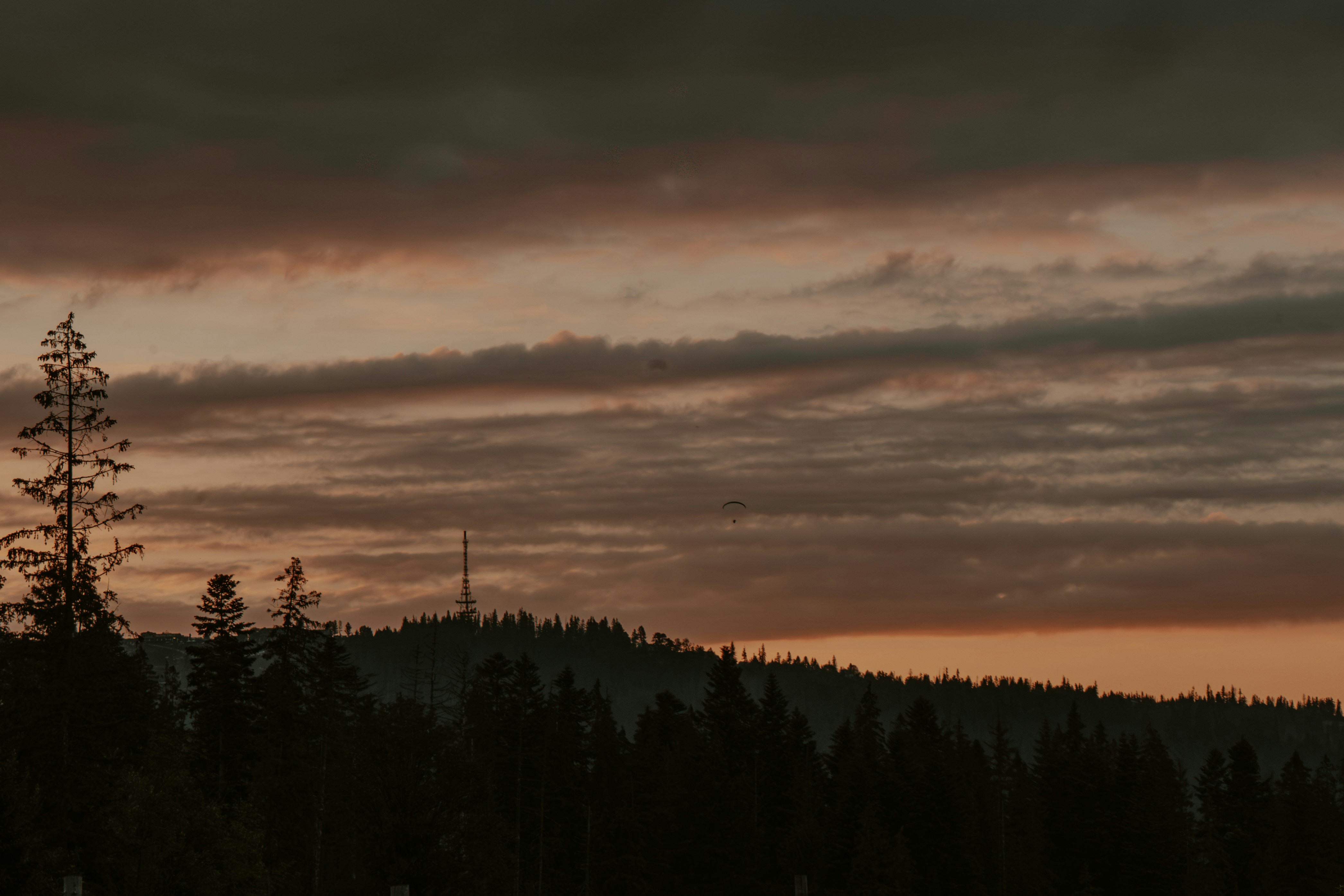 Dusk Over the Ridge: Silhouetted Pines Against a Velvet Sky