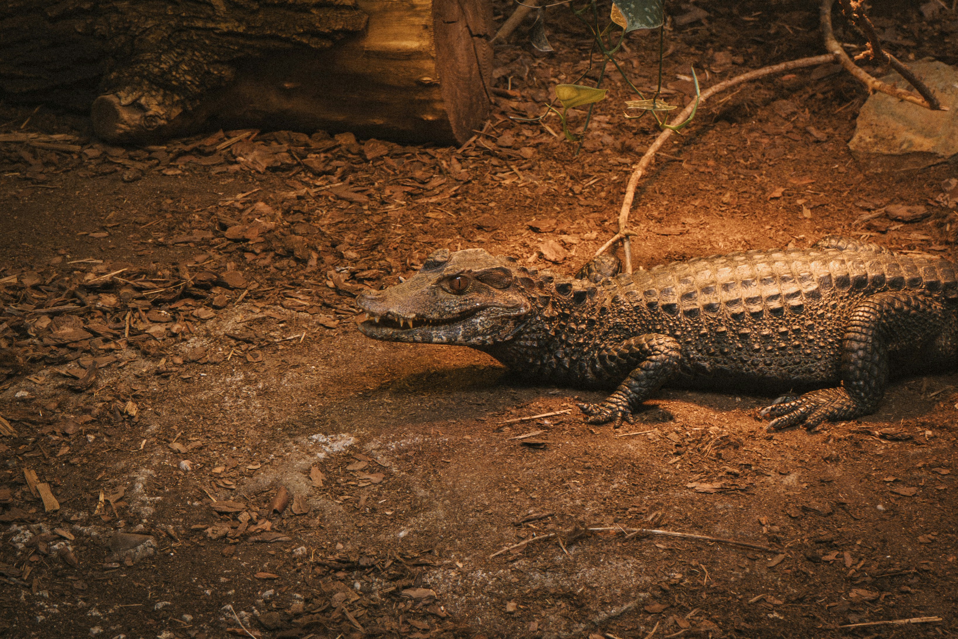 Hidden Guardian: A Crocodile Lurks in Dusky Grounded Light