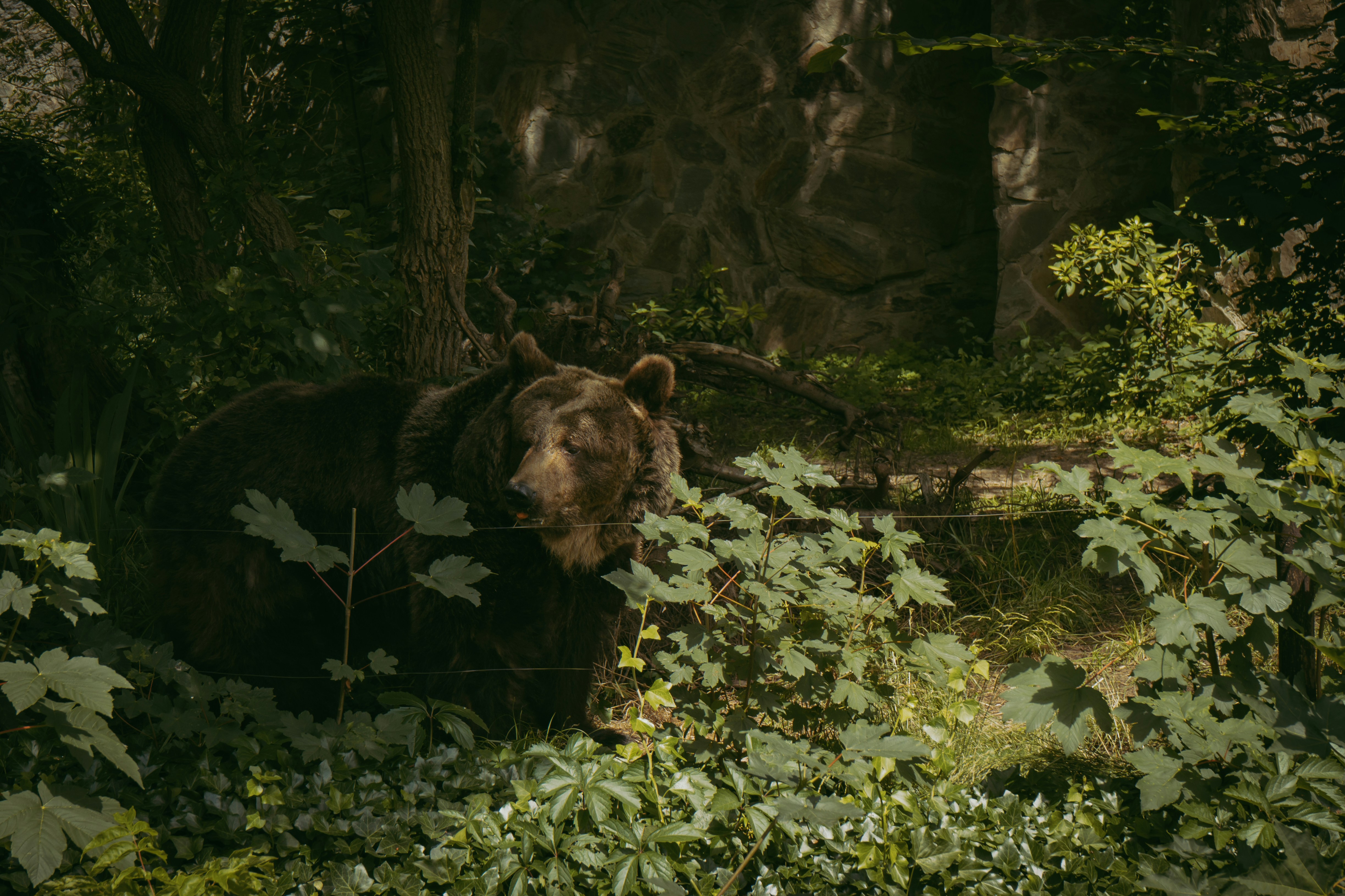 Hide-and-seek in the Ferns: A Bear Emerges from the Dappled Light