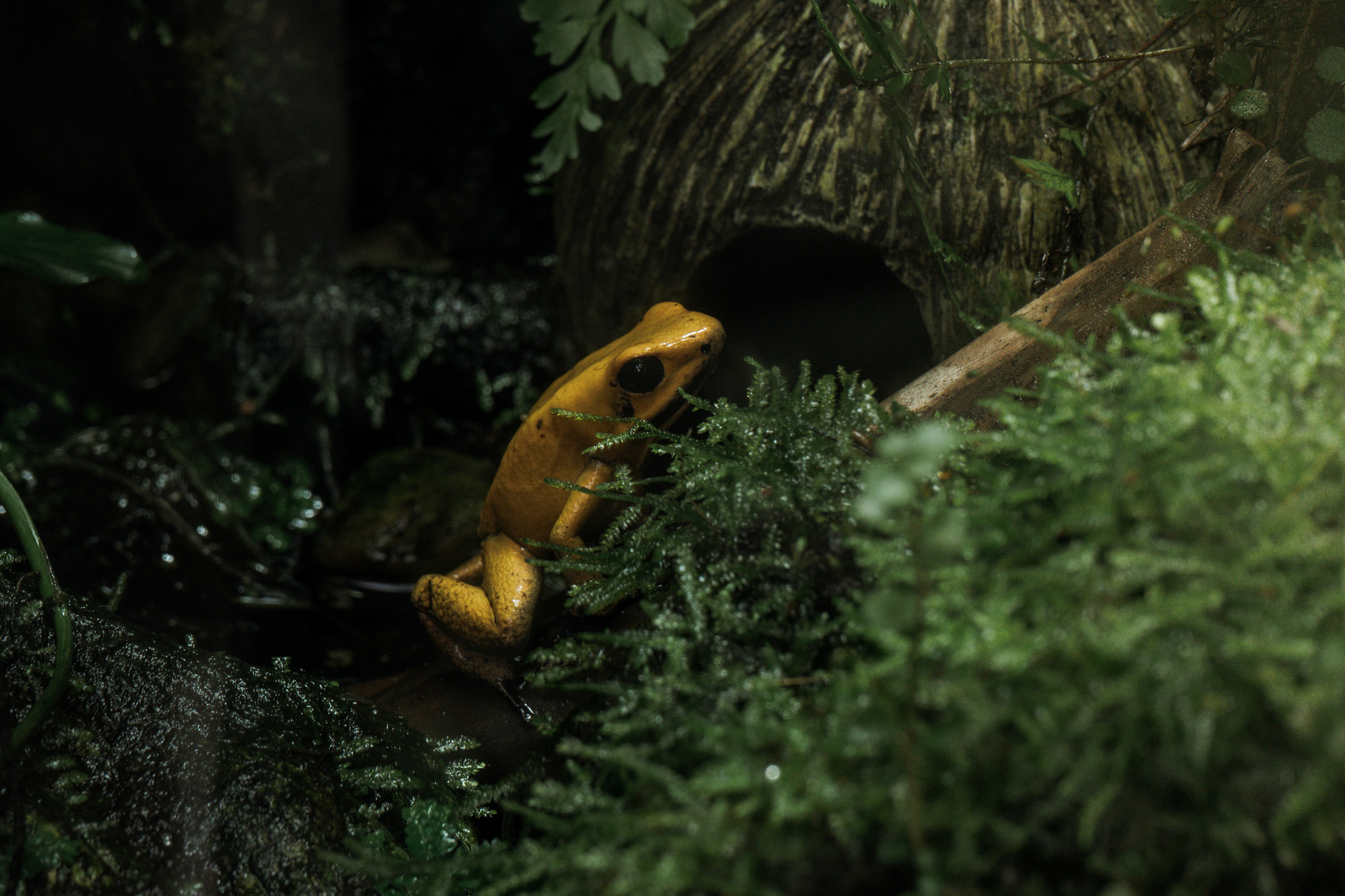 Golden Tree Frog Amid Mossy Understory