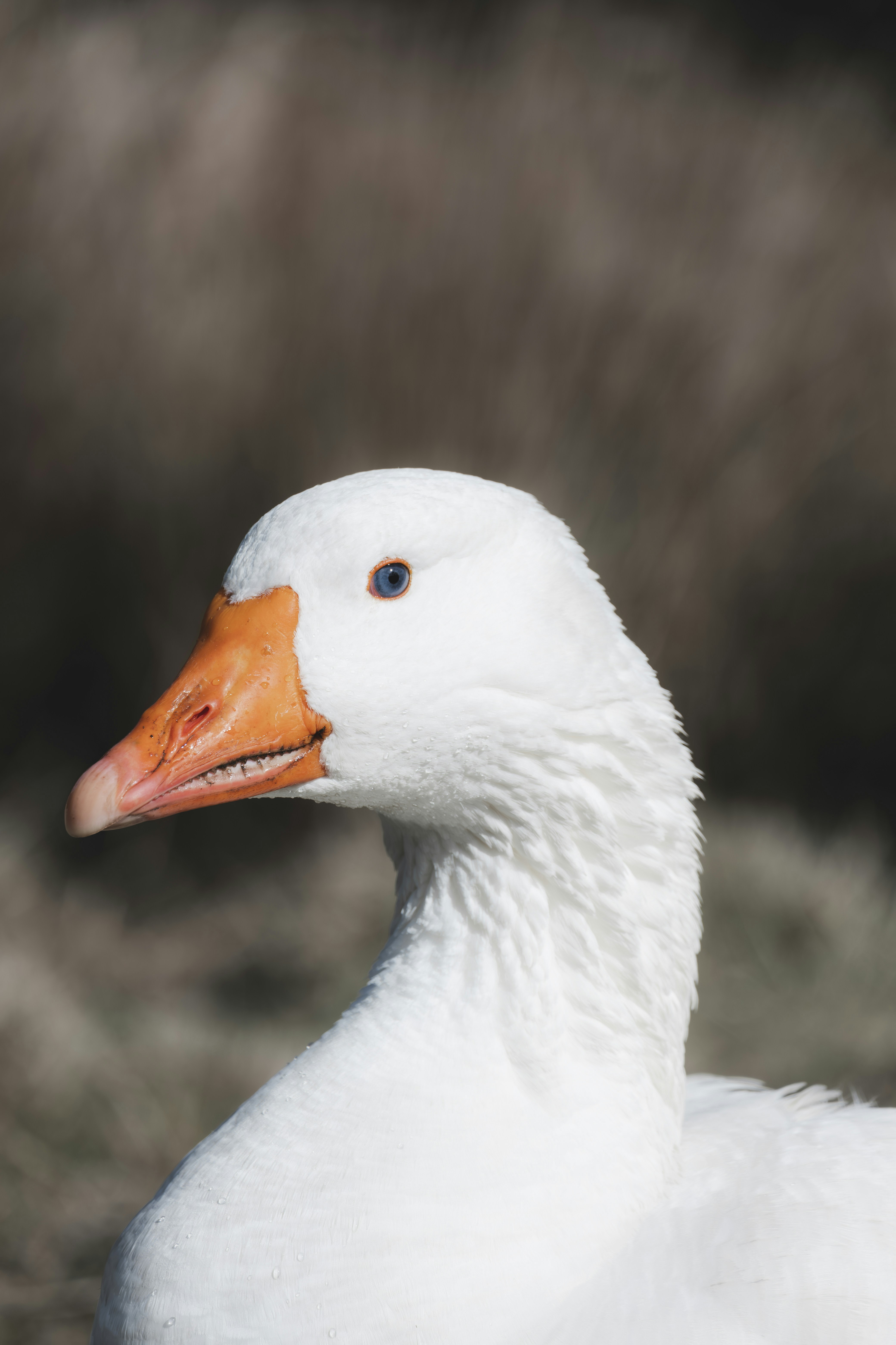 White Goose Portrait with Soft Natural Bokeh