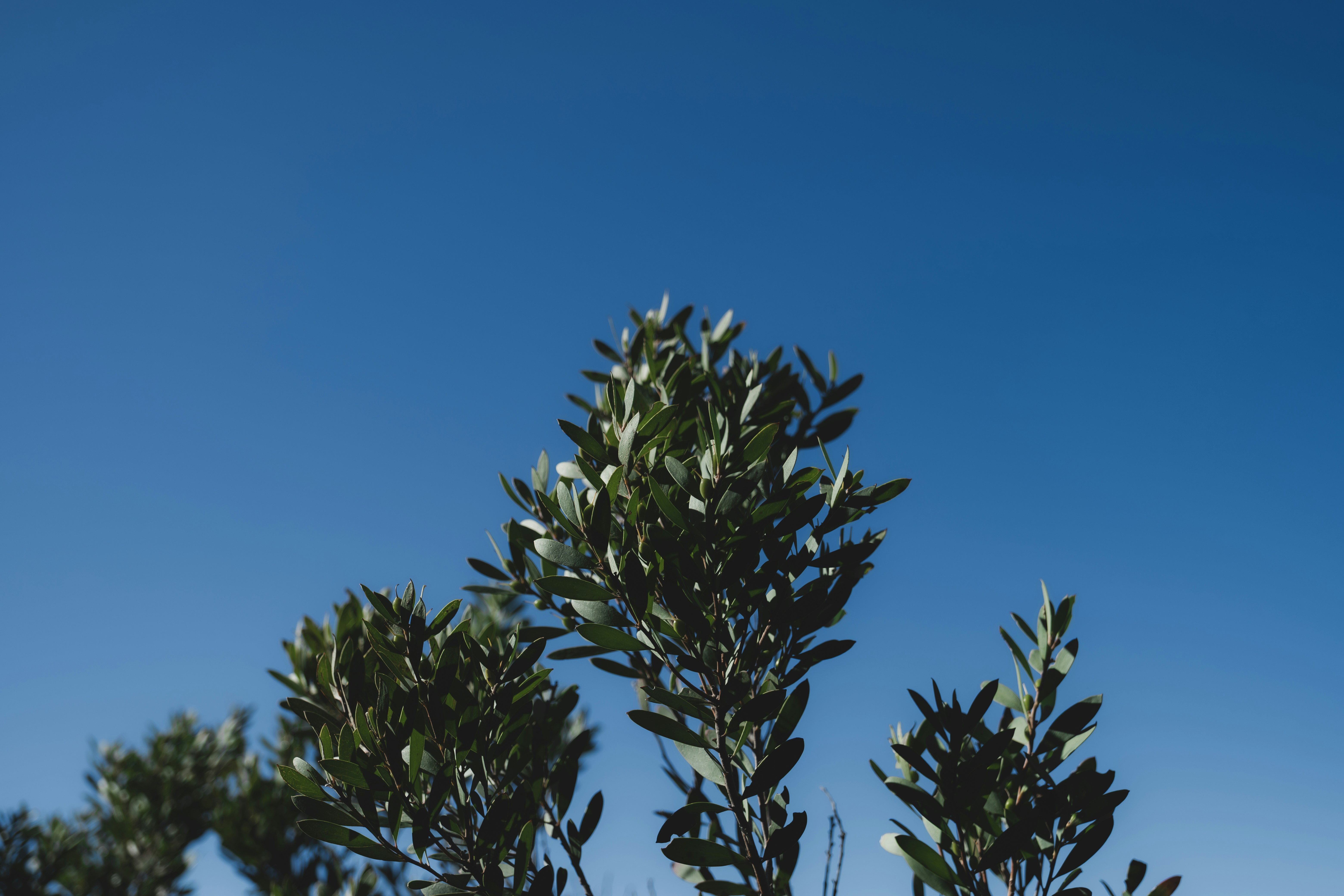 Skyward Greens: Sunlit Leaves Against a Crystalline Blue