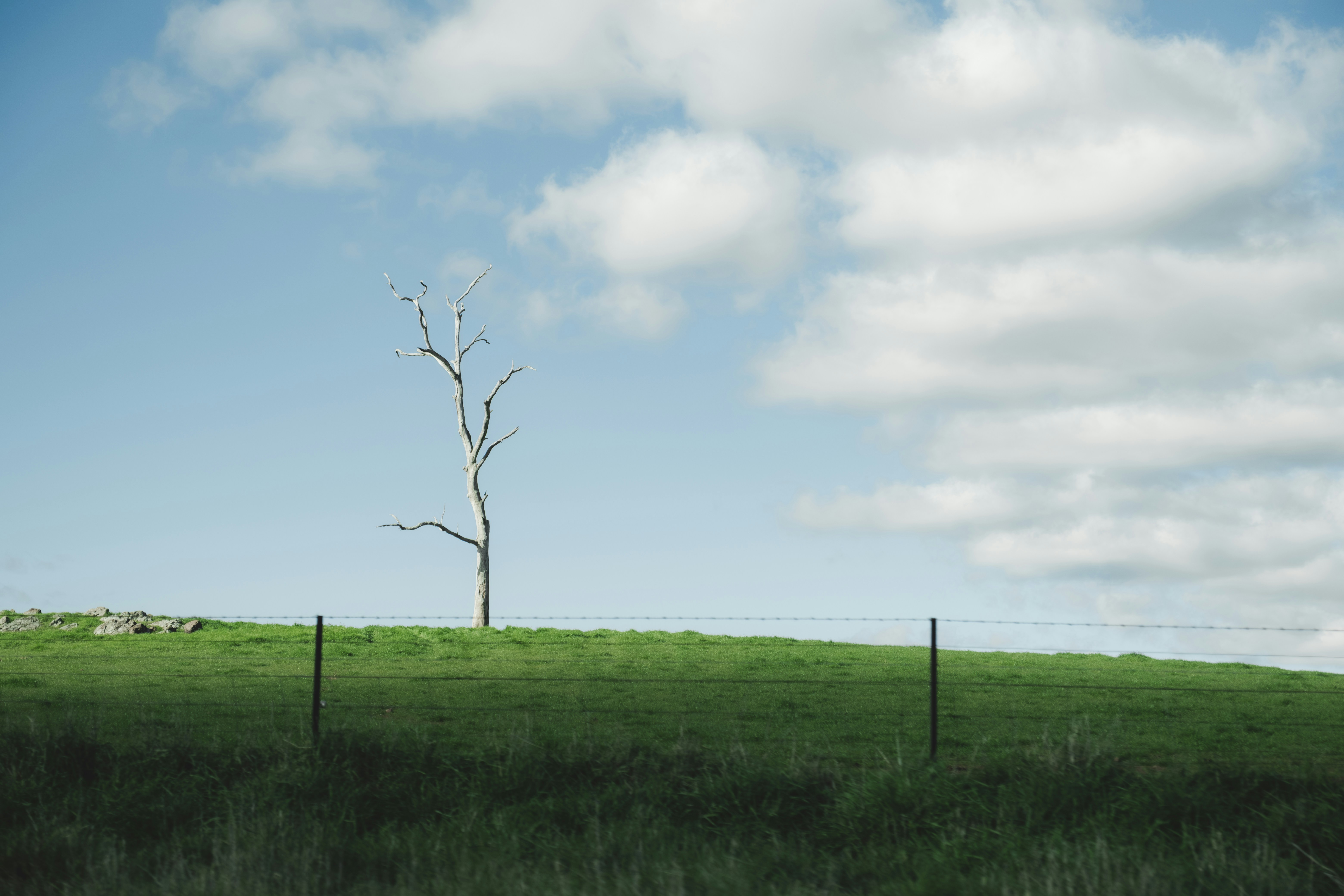 Lonely Tree on the Quiet Hill