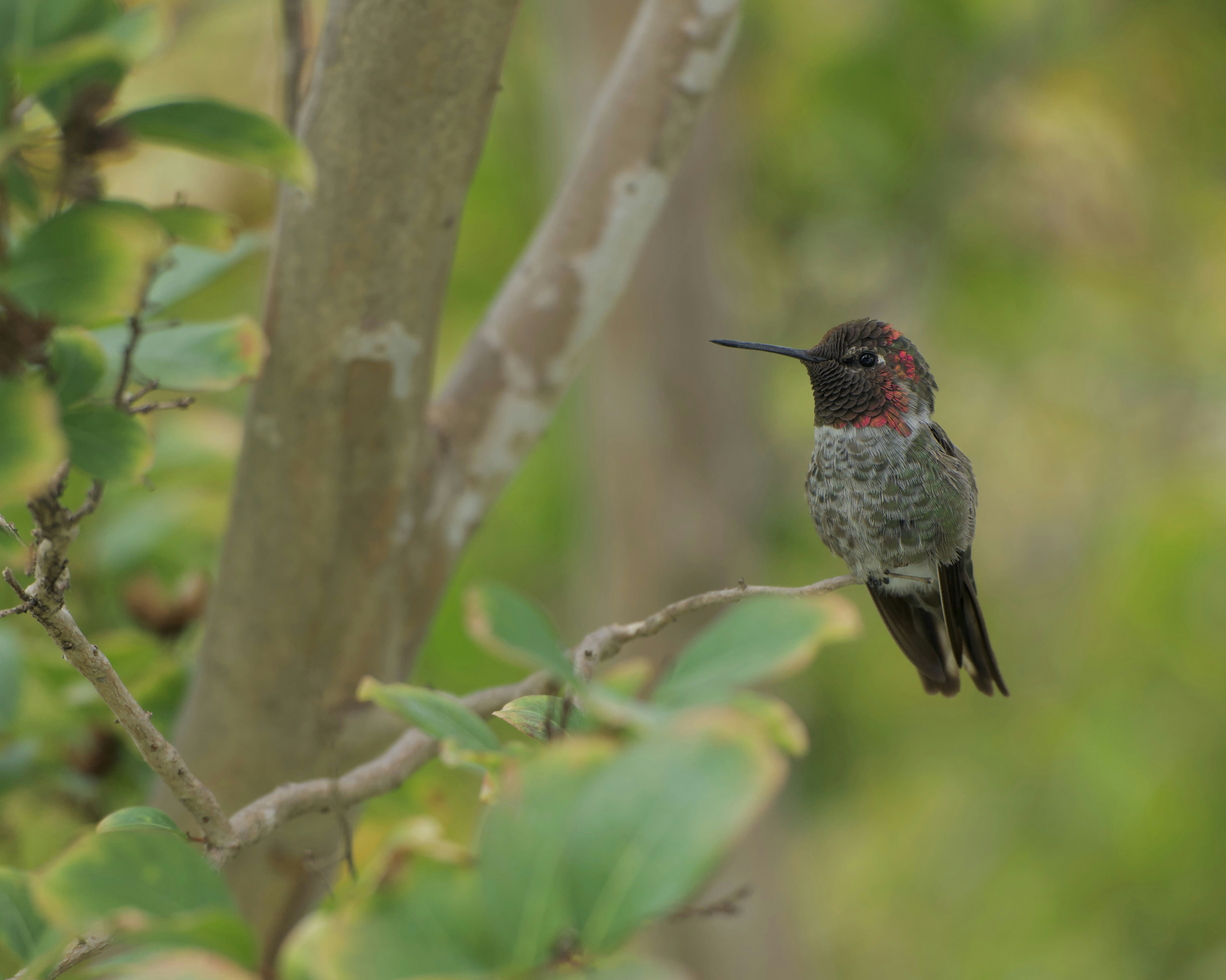 Red-throated Hummingbird Pausing on a Branch
