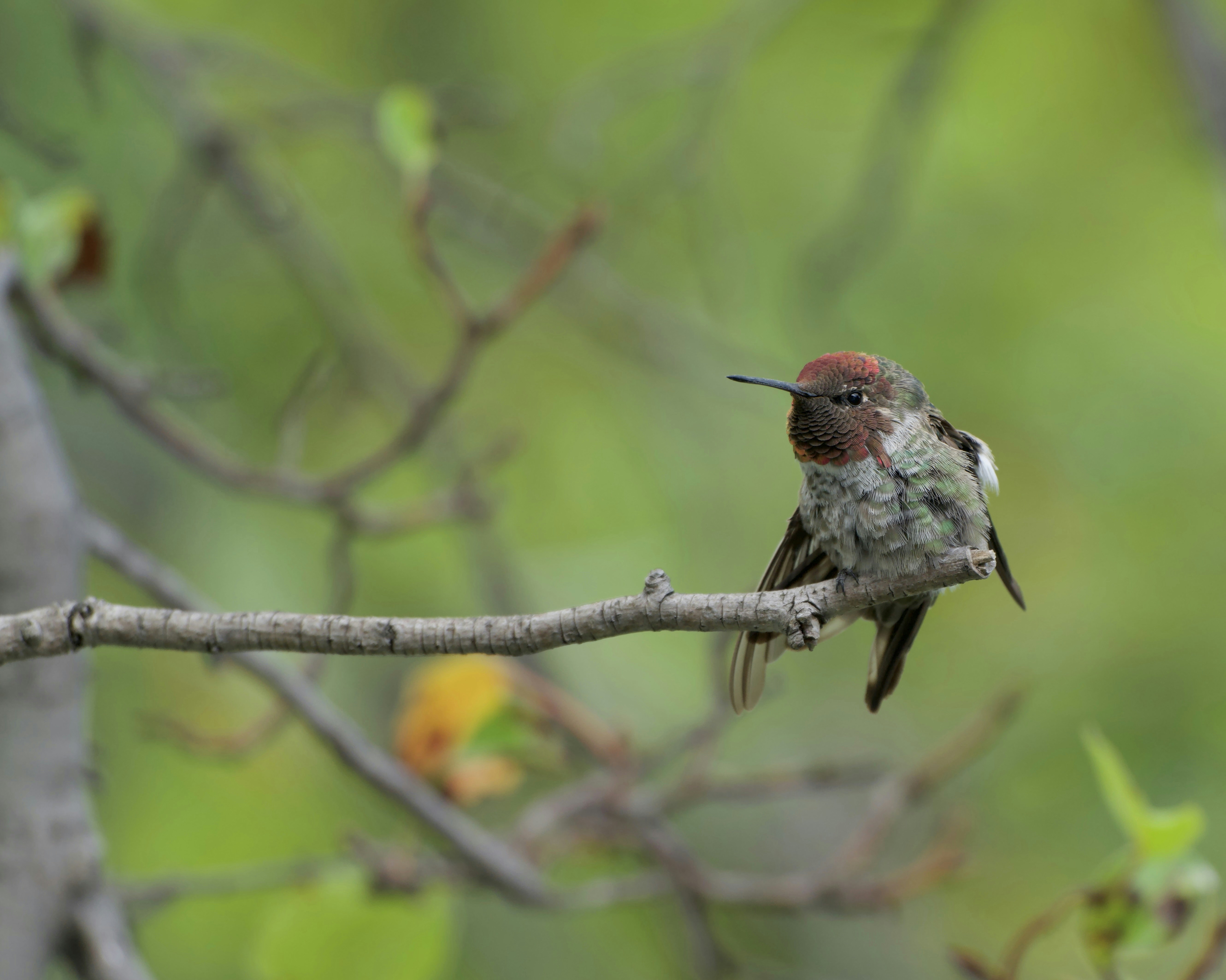 Perched Ruby-breasted Hummingbird in Emerald Canopy