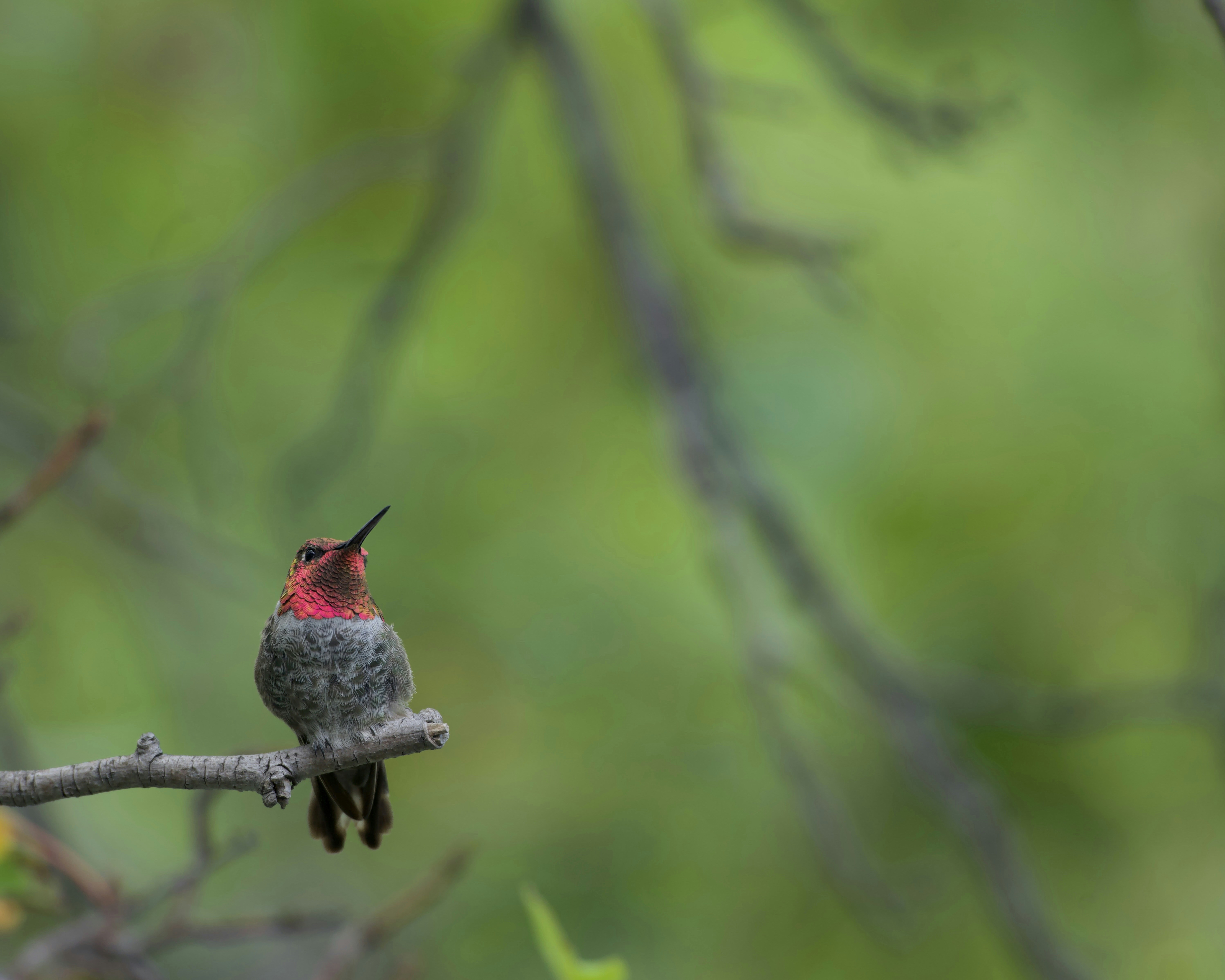 Red-cheeked Hummer Perching on a Slender Branch