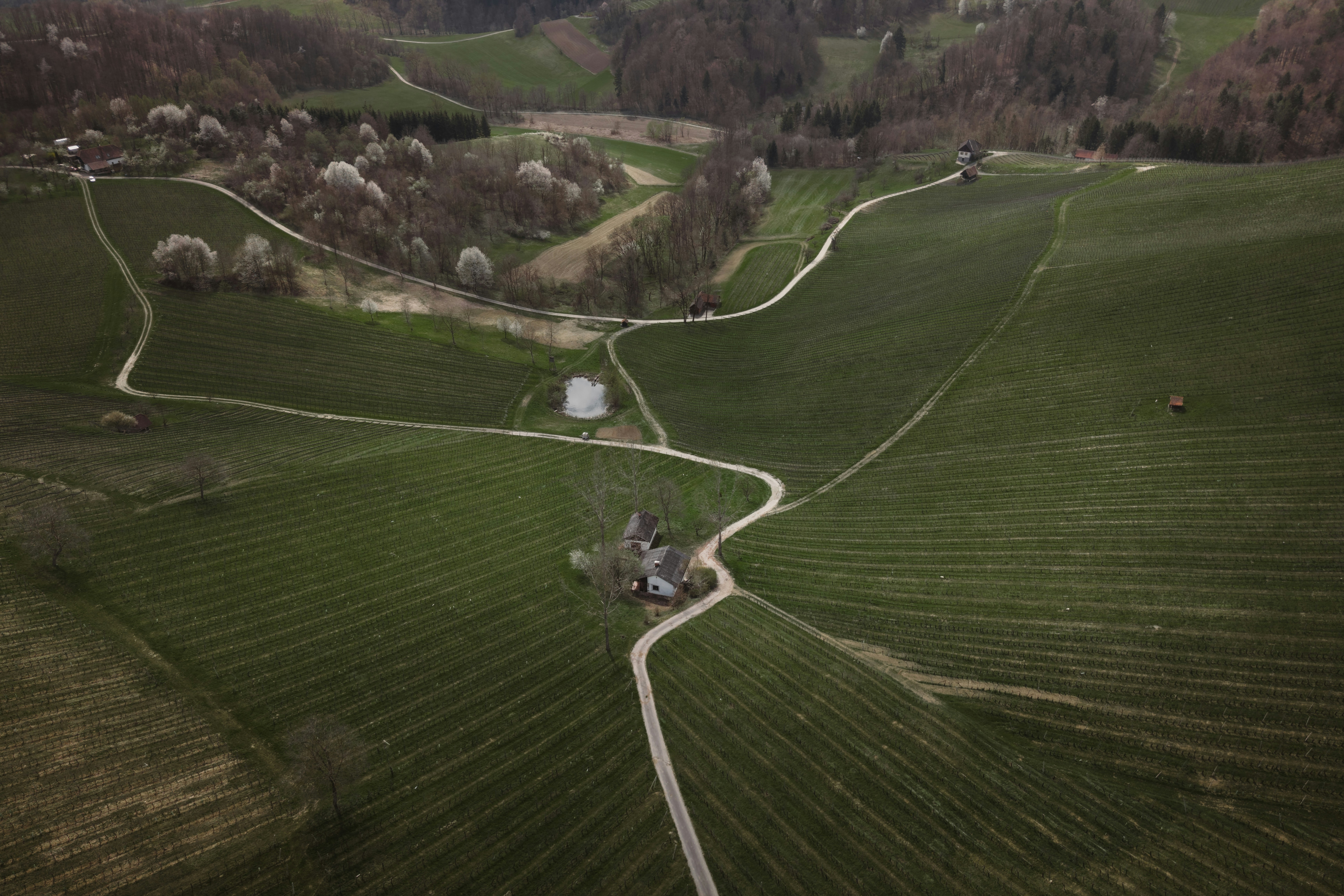 Rolling green vineyards with winding rural roads
