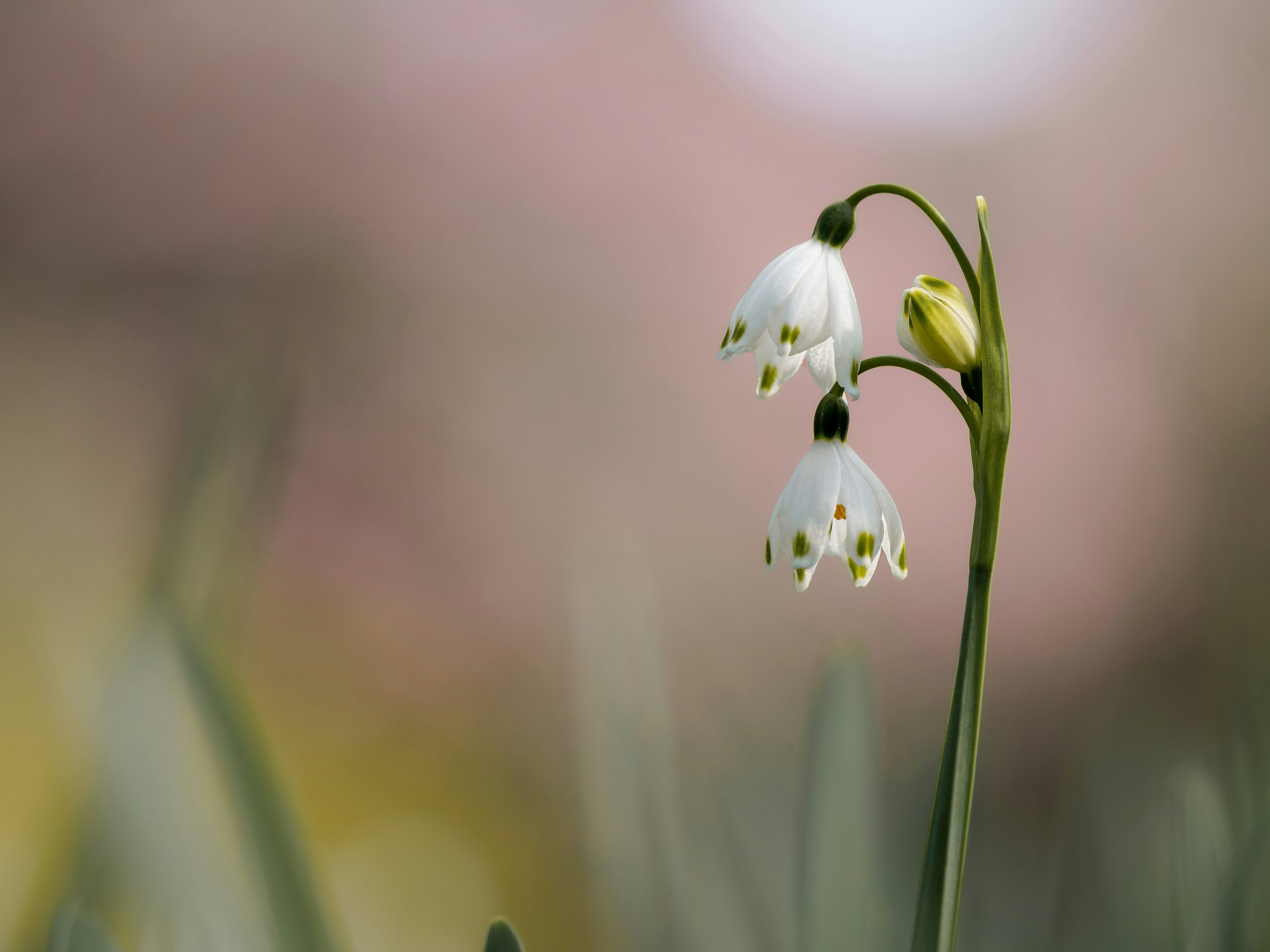 Drooping Snowdrops: A Quiet Moment in a Softly Blurred Meadow