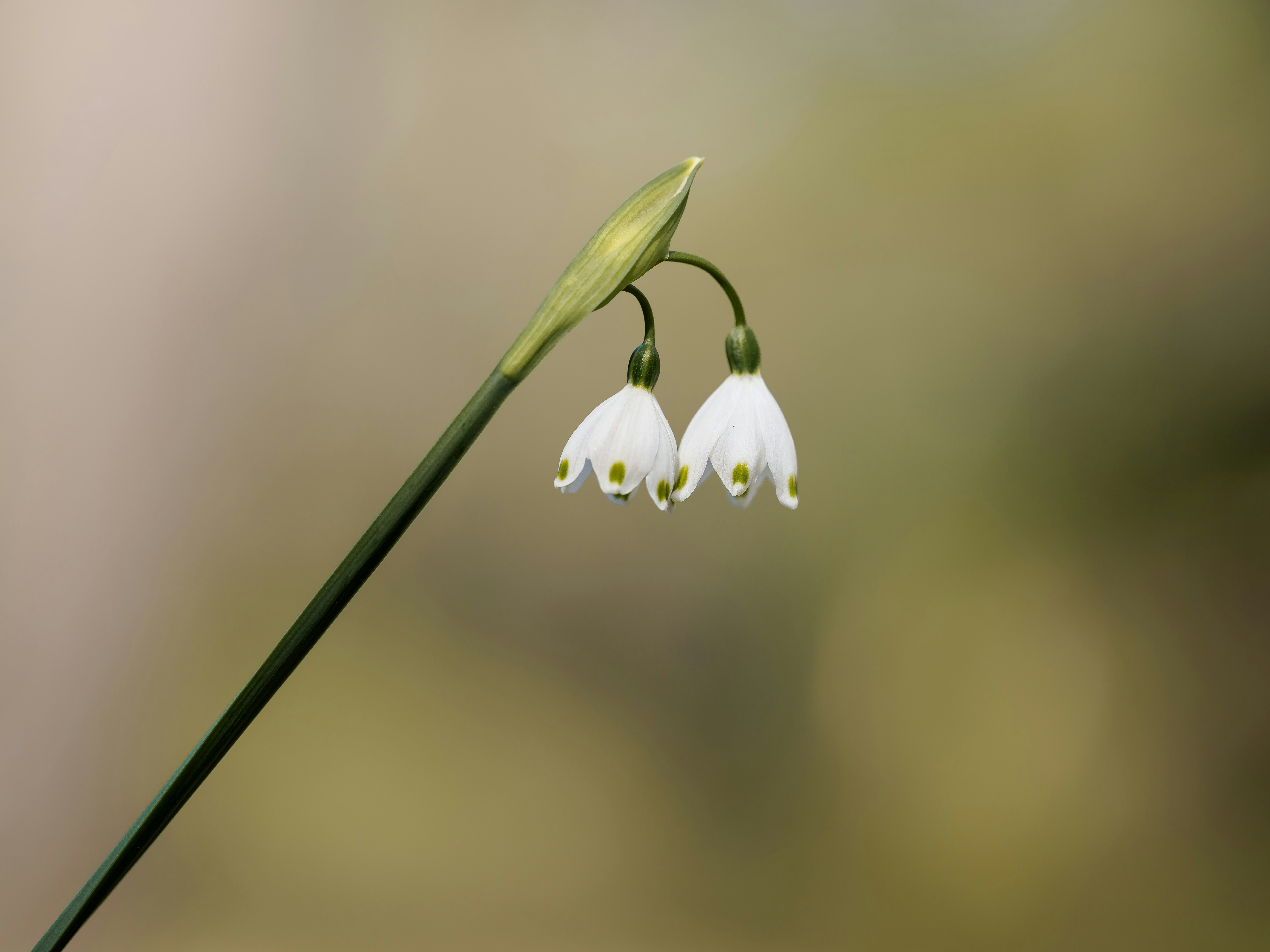 Two white snowdrop bells hang from a slender curved stem against a soft, blurred background, emphasizing a minimalist floral moment.