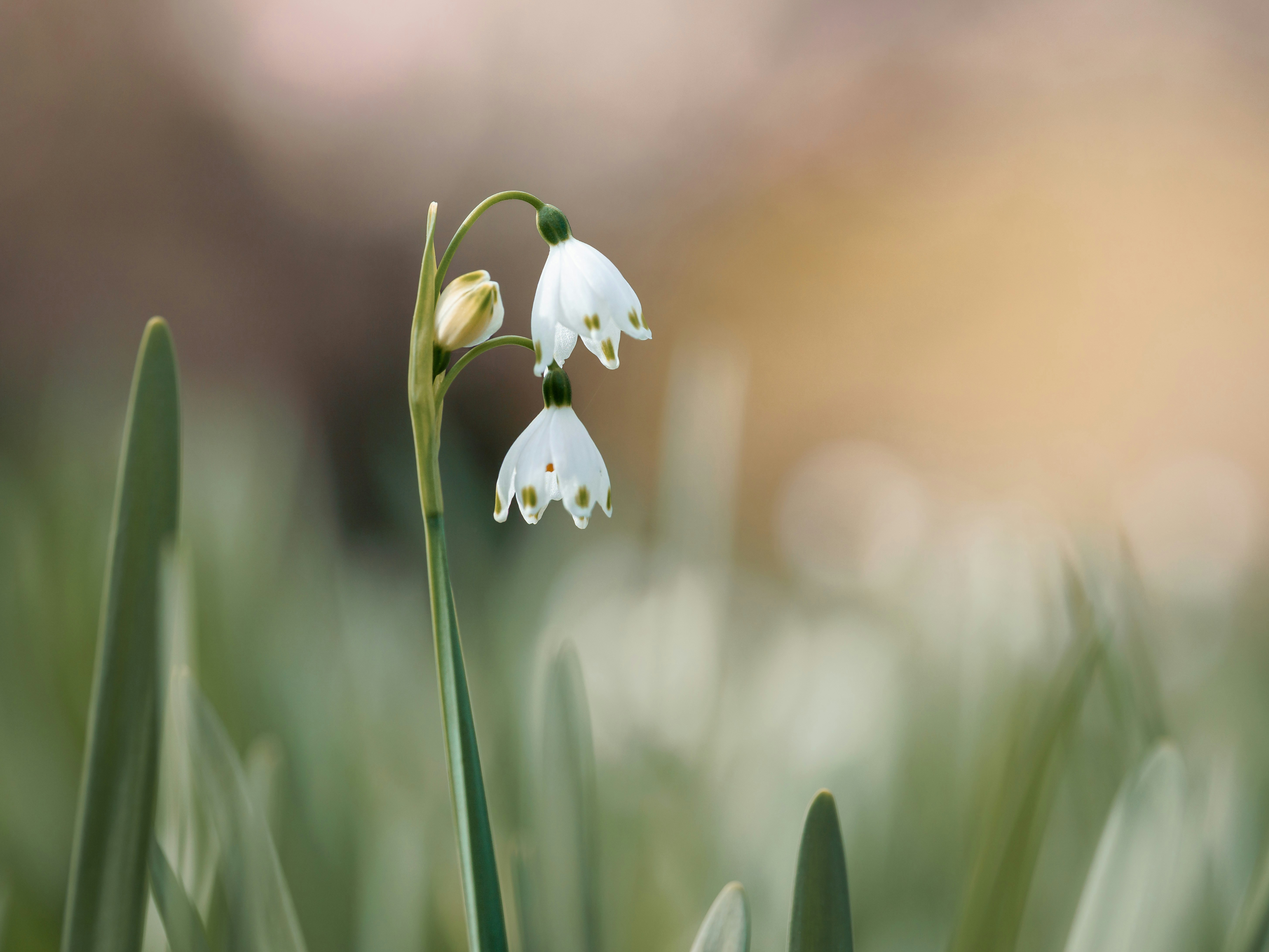Snowdrops in a Soft Spring Blur