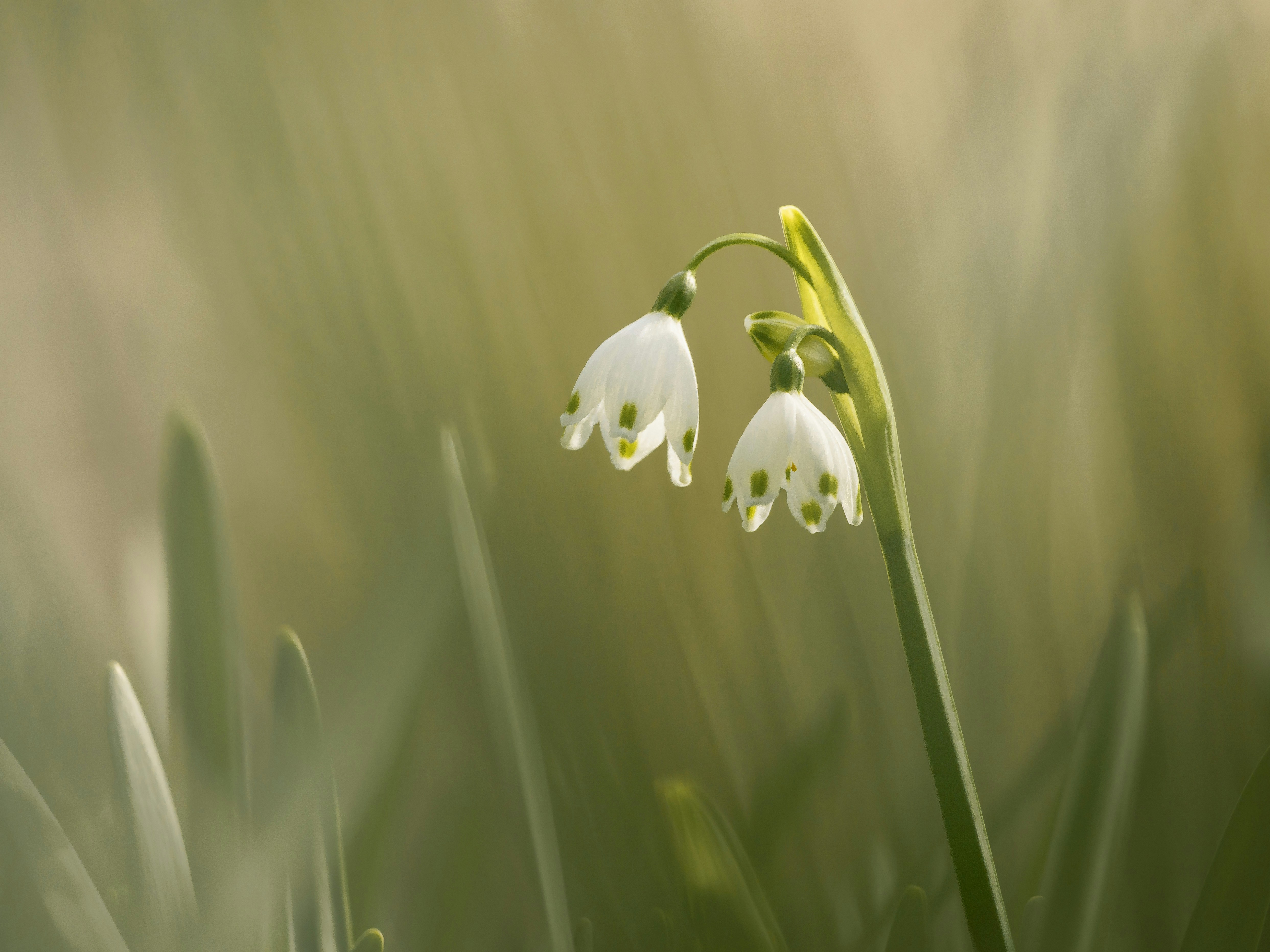 Whispering bells in soft backlight