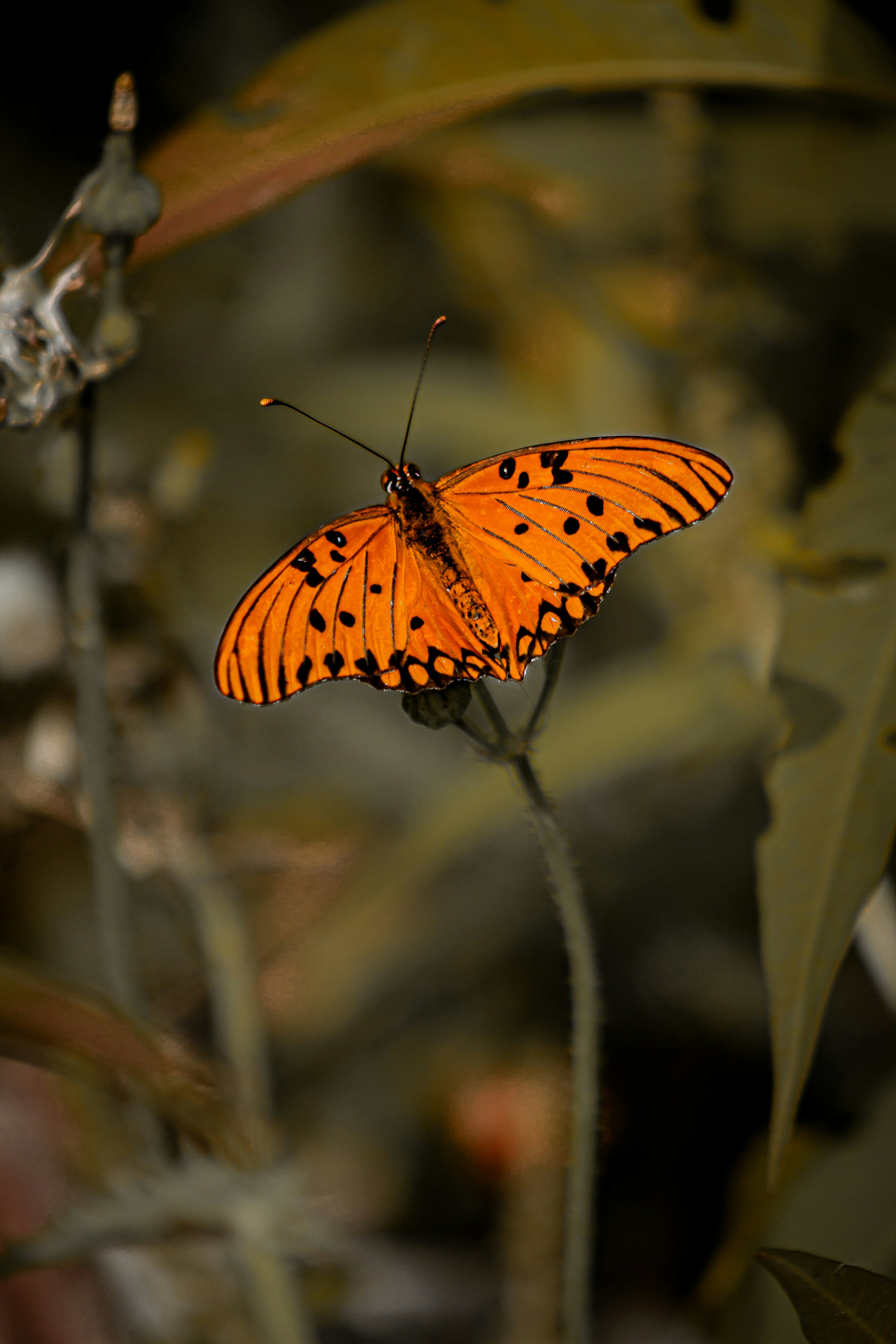 Azure-Orange Wings: a Monarch-like butterfly rests on a leaf