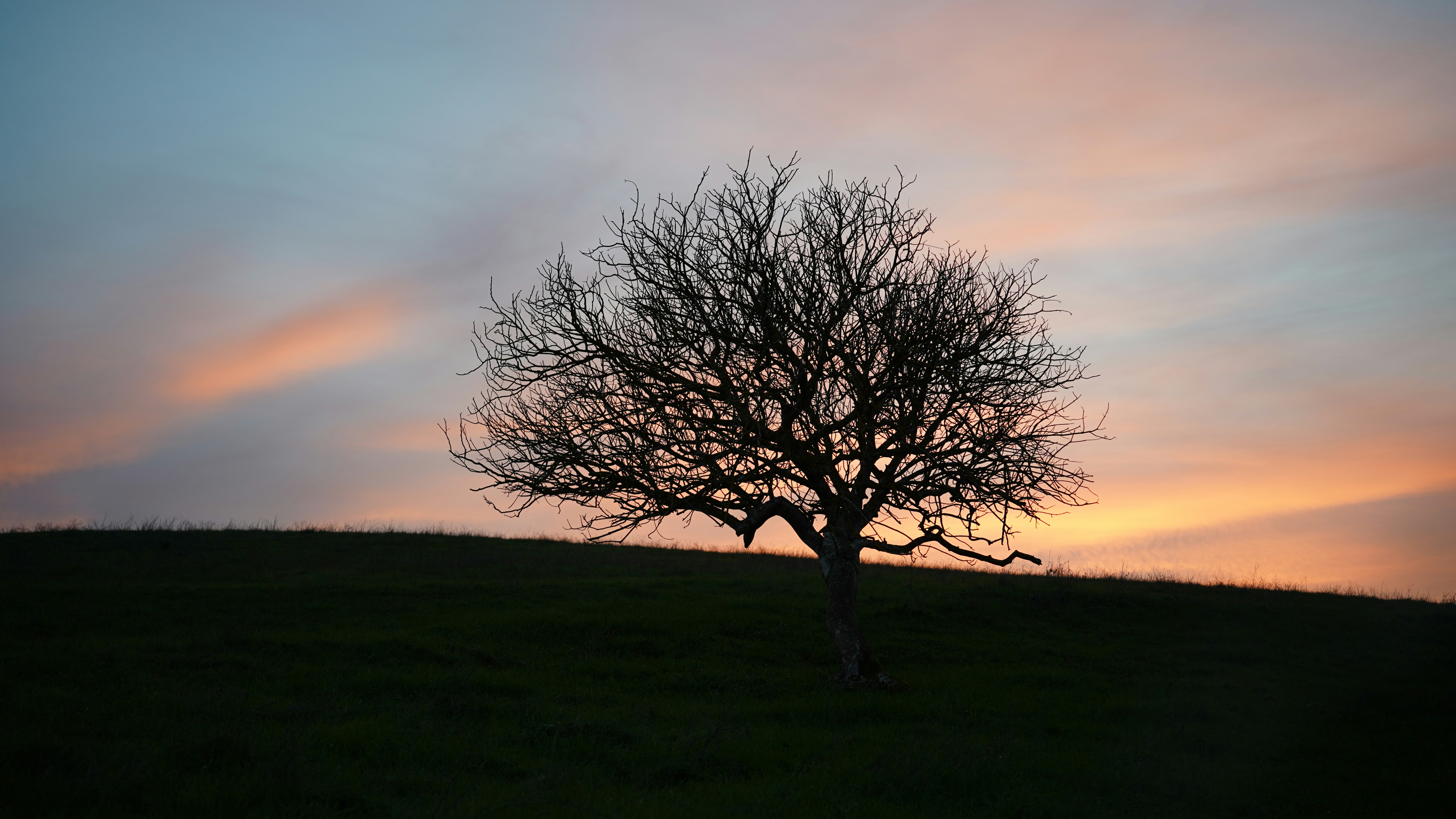 Solitary Boundary: A Tree Standing on the Sunset Ridge