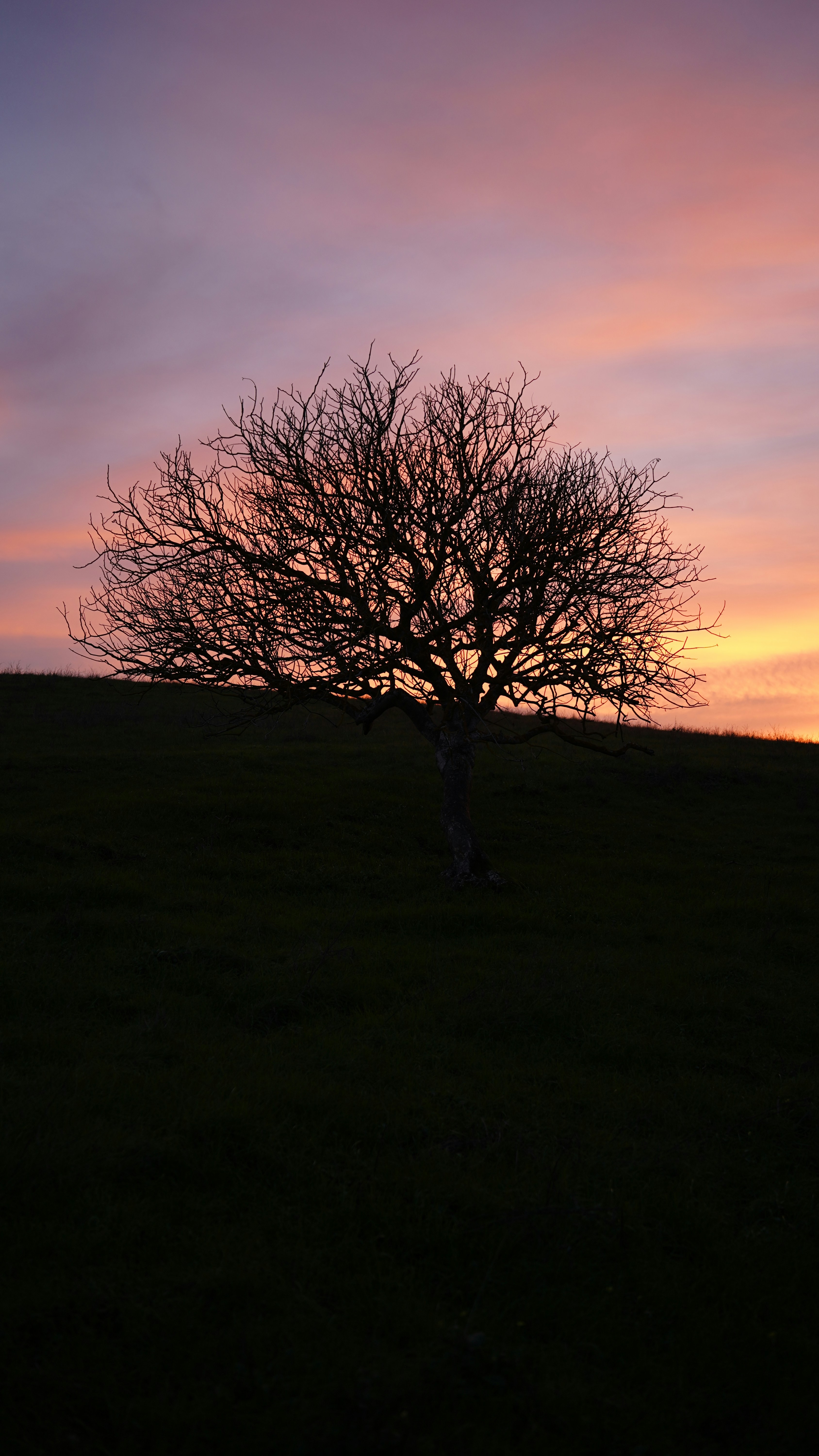 Silhouette at Dusk: A Lone Tree on a Colorful Horizon