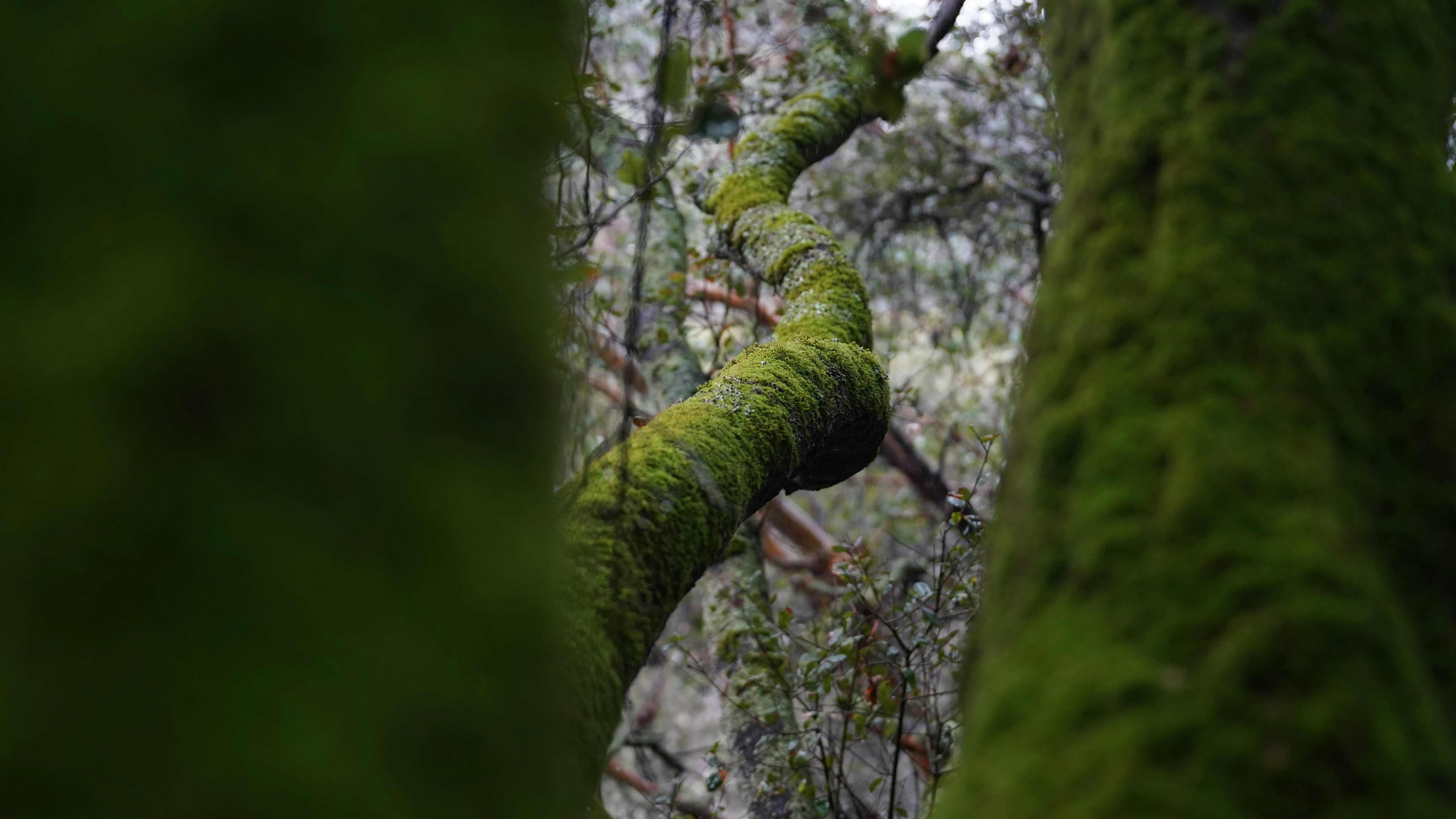 Moss-Crowned Arboreal Passage