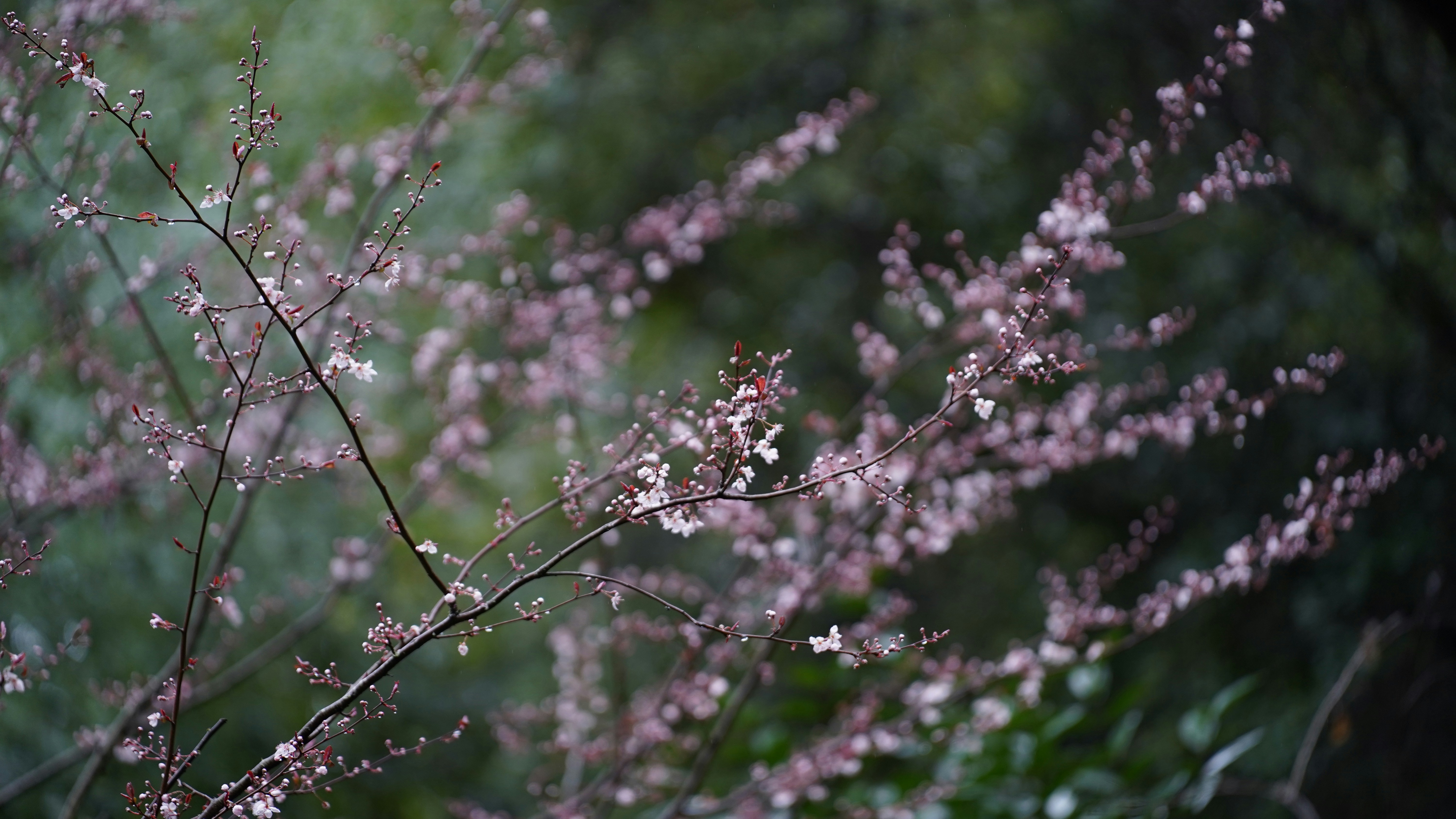 Blossoms in a Quiet Glade